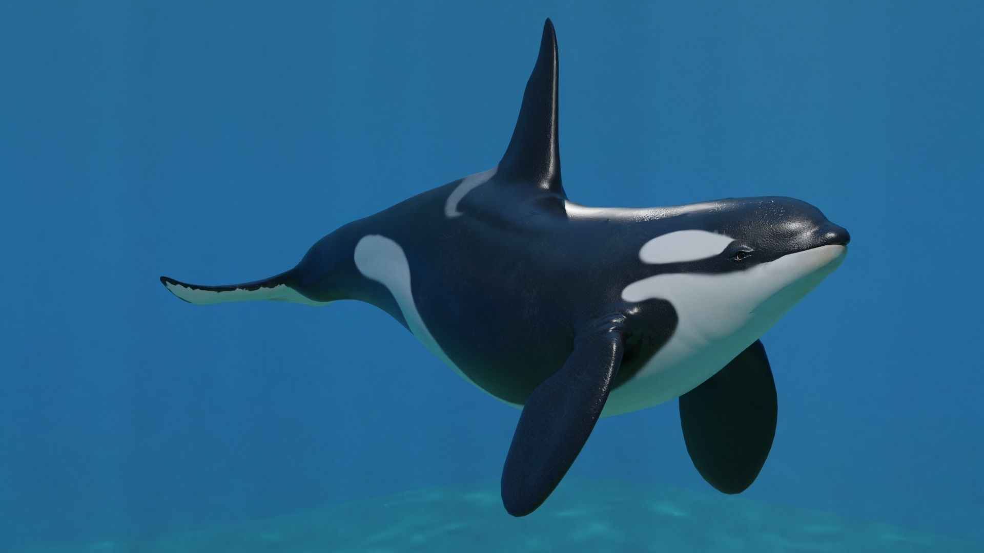 3D model Killer Whale Orca Animated VR / AR / low-poly rigged animated ...