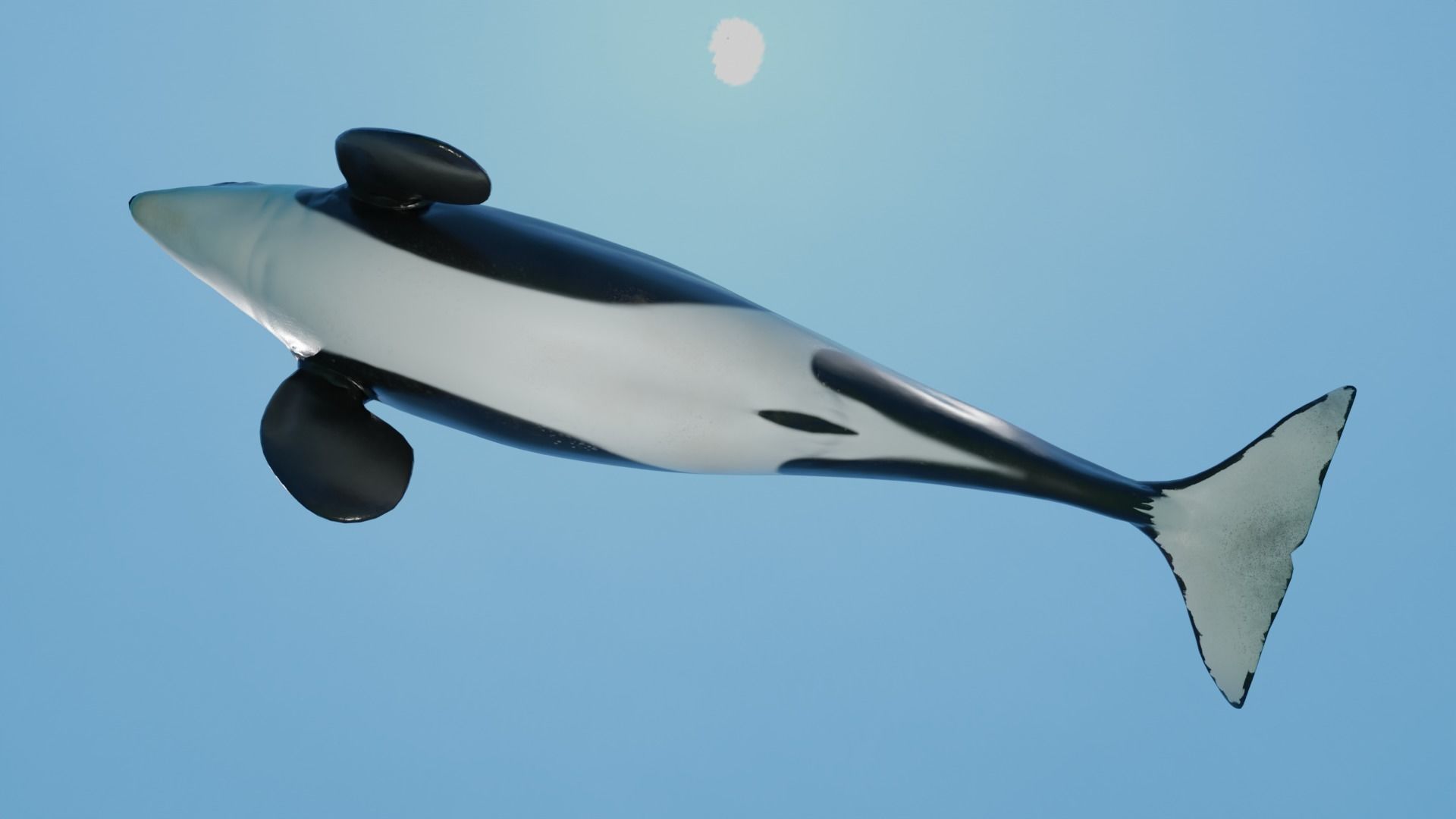 3D model Killer Whale Orca Animated VR / AR / low-poly rigged animated ...