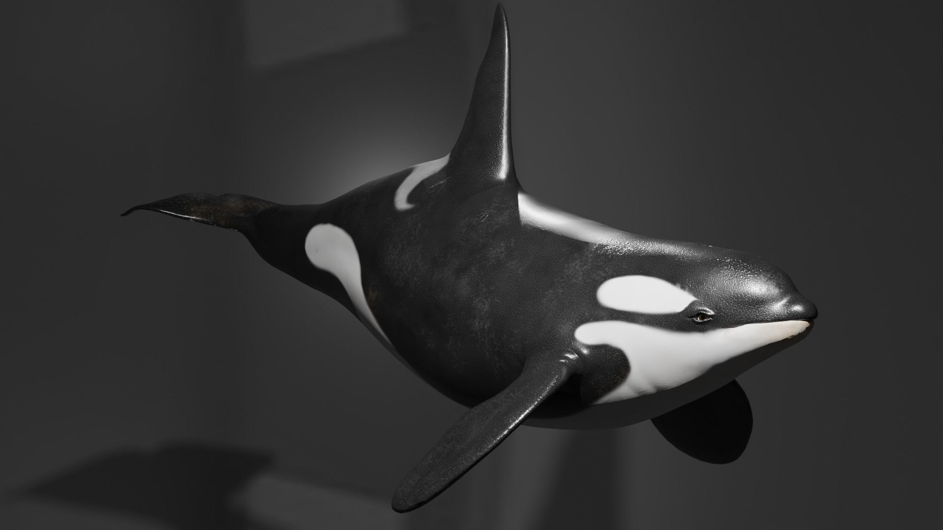 3D model Killer Whale Orca Animated VR / AR / low-poly rigged animated ...