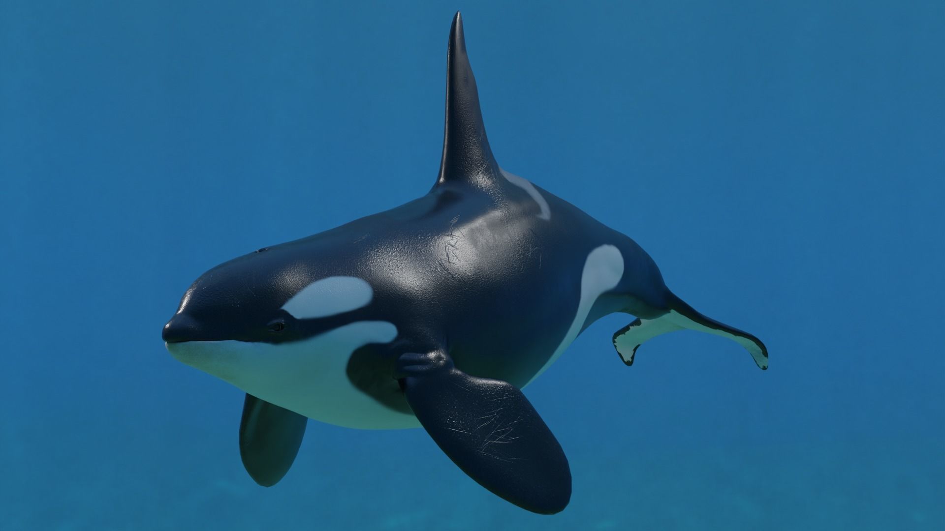 3D model Killer Whale Orca Animated VR / AR / low-poly | CGTrader