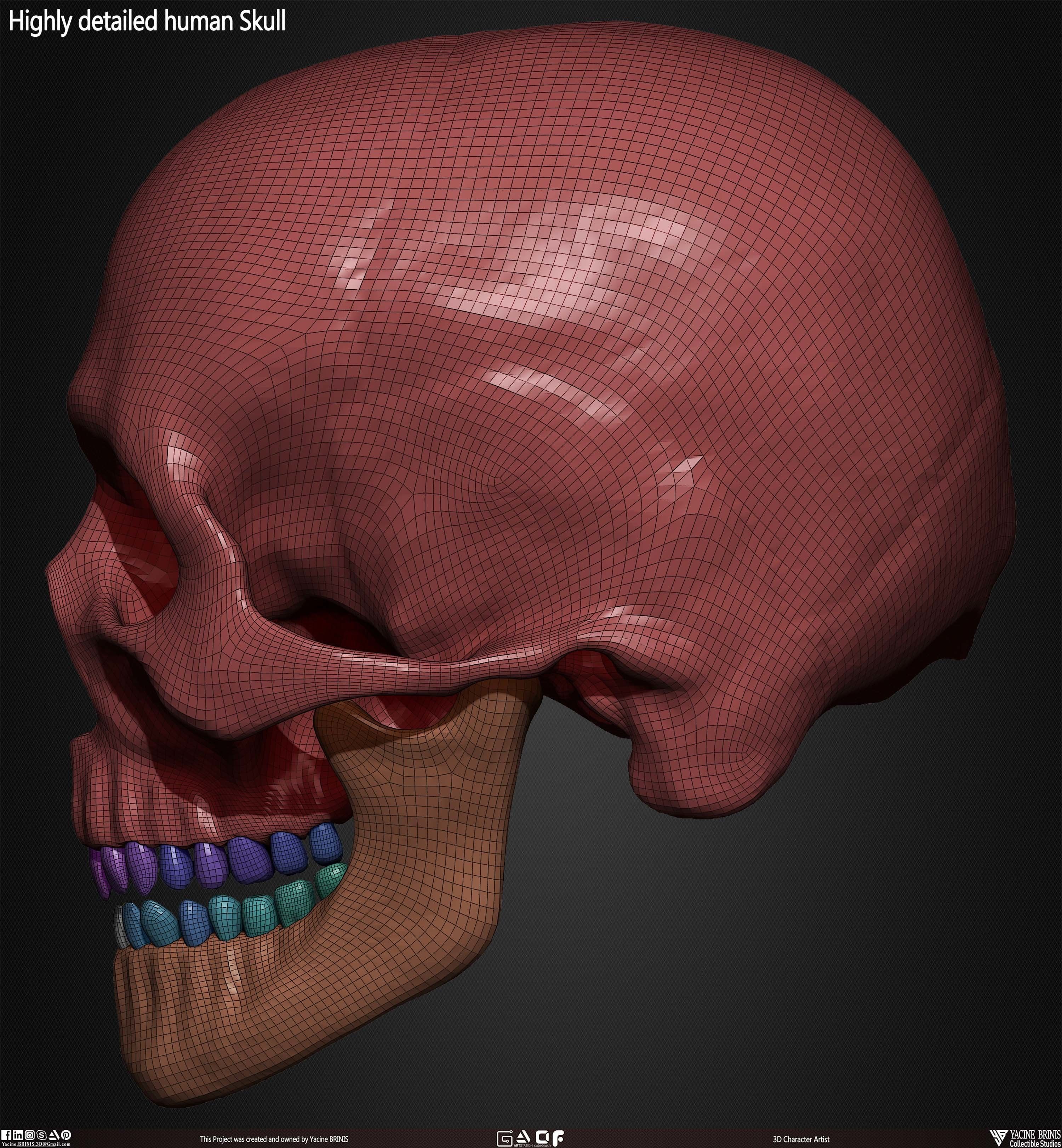3D model Highly Detailed Human Skull VR / AR / low-poly | CGTrader