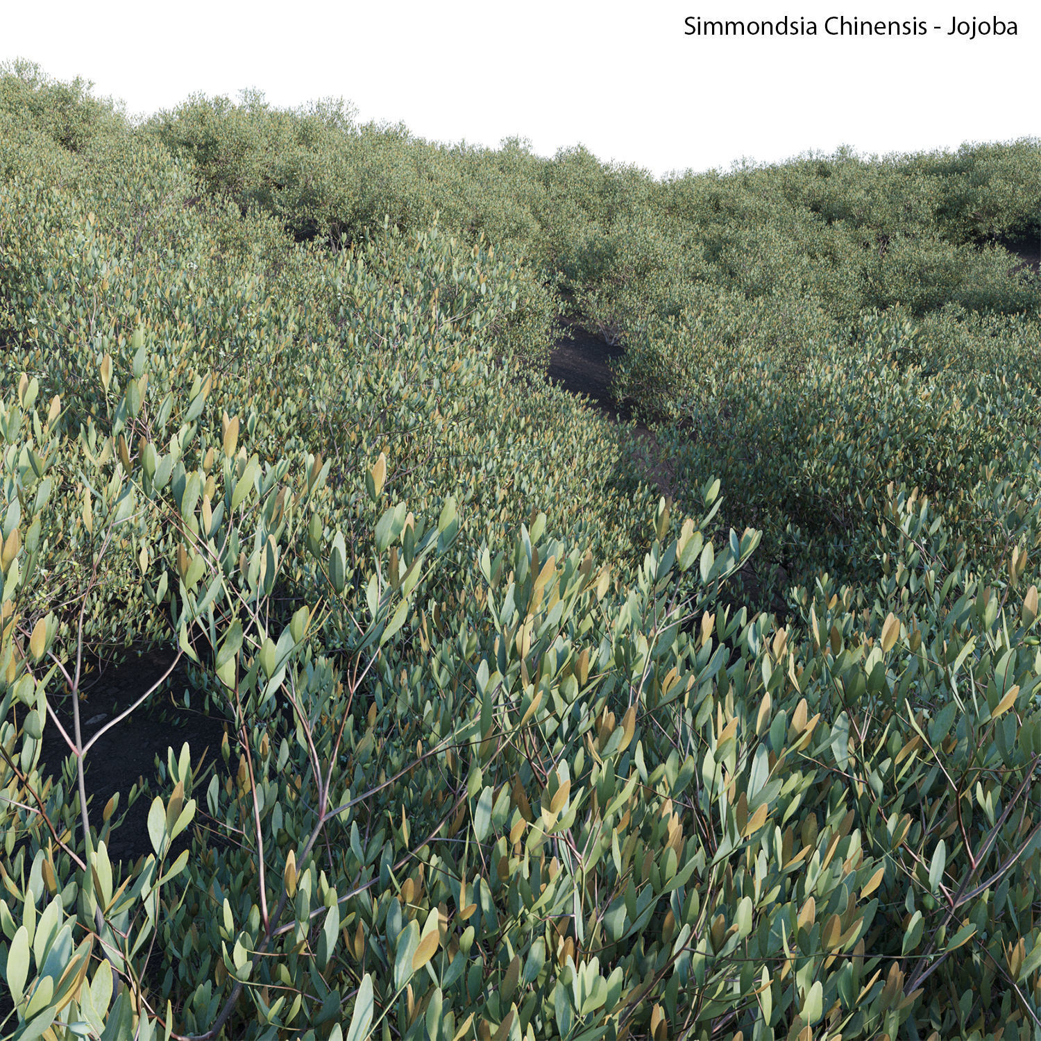 Simmondsia Chinensis - Jojoba 3D model | CGTrader