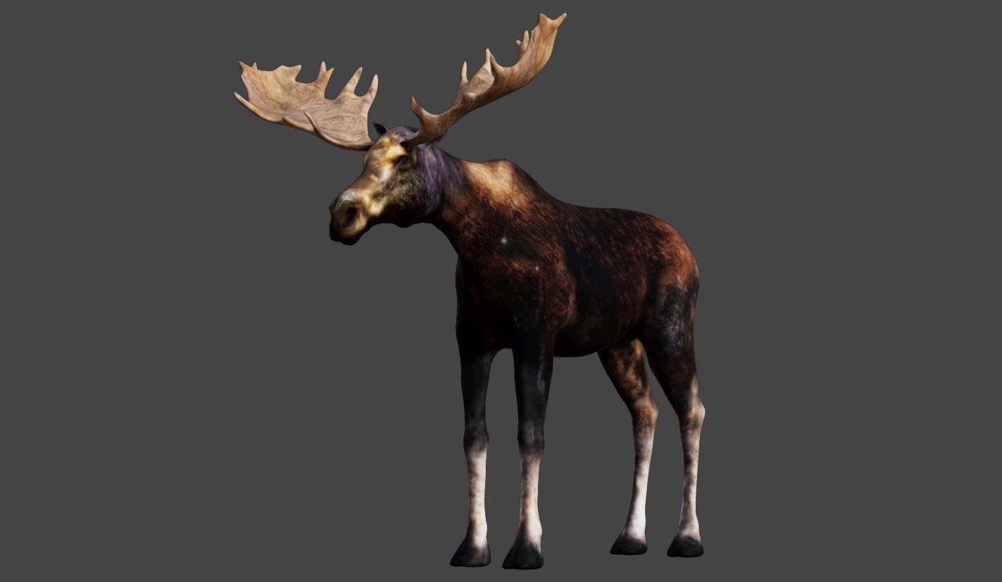 Moose Male 3D model rigged | CGTrader