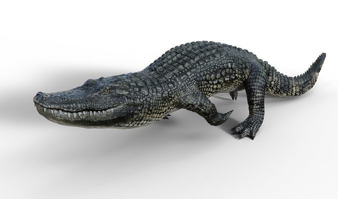 Alligator 3D model | CGTrader