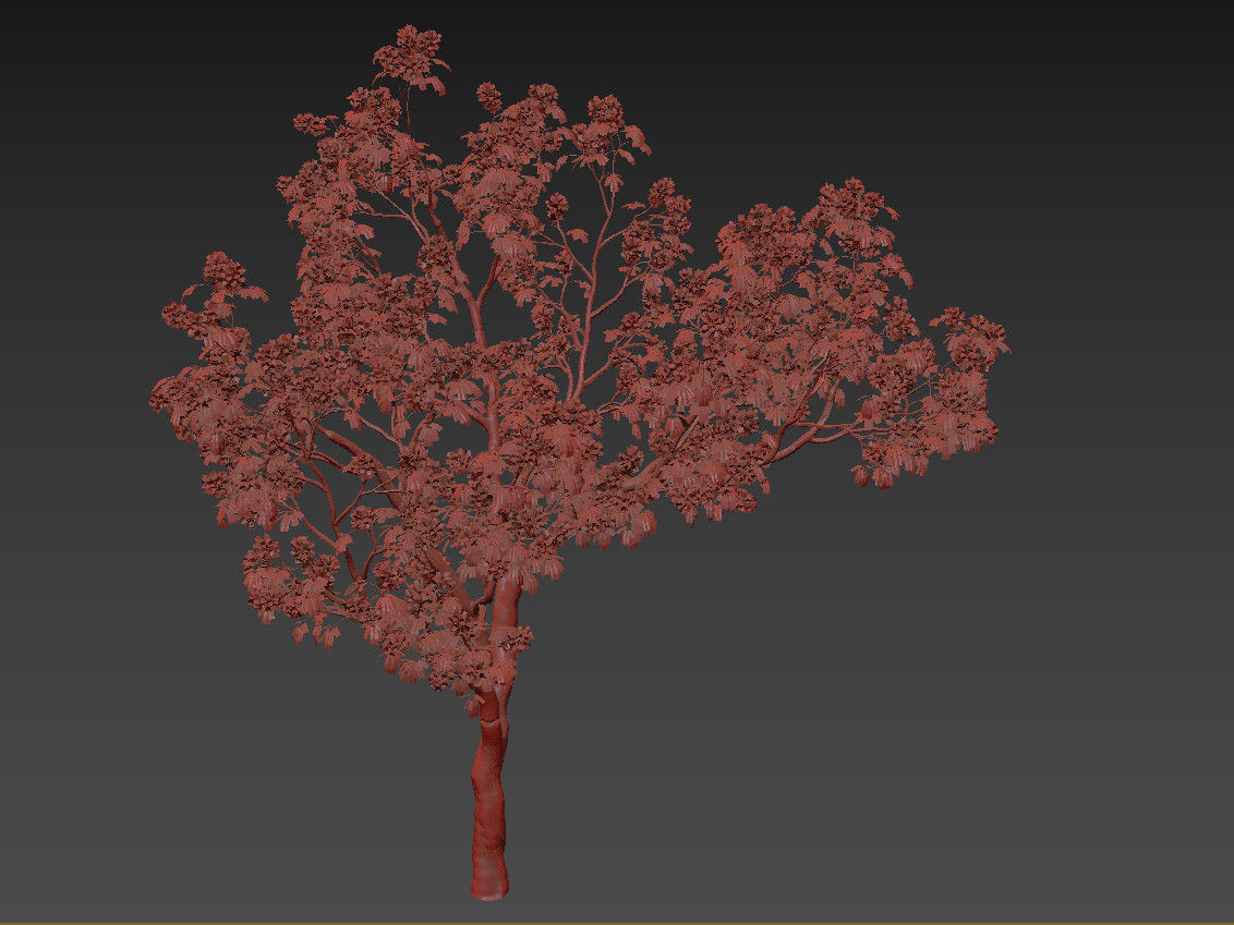 Tabebuia rosea 3D model | CGTrader