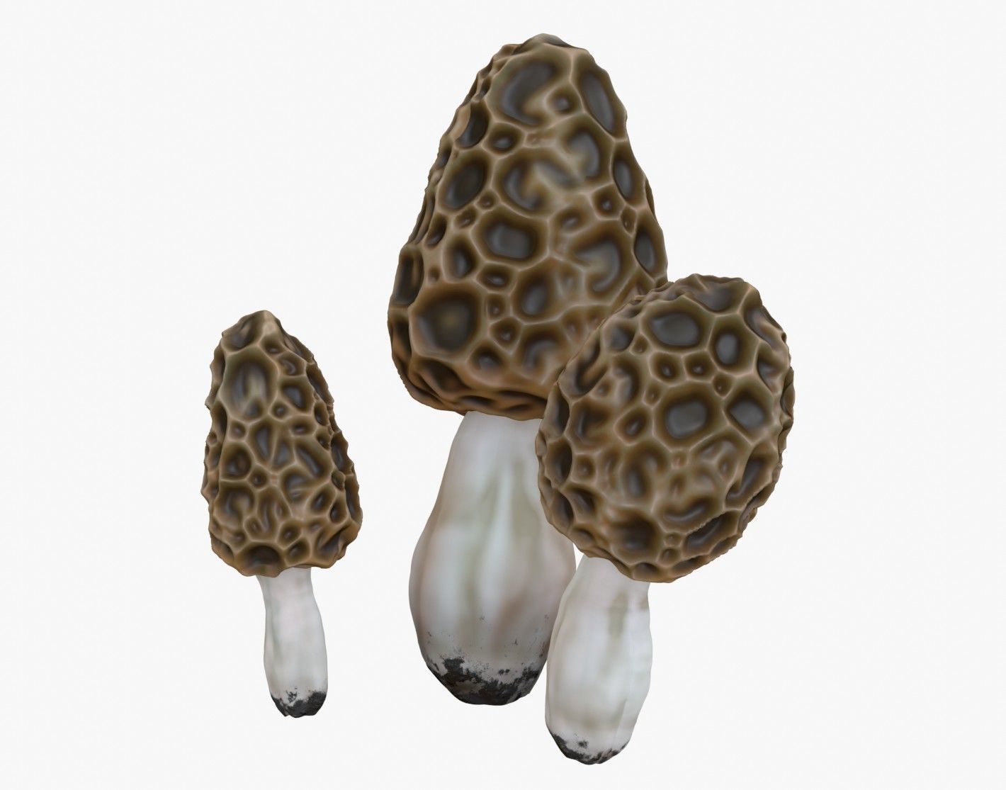 3D model Morel Mushroom Set VR / AR / low-poly | CGTrader