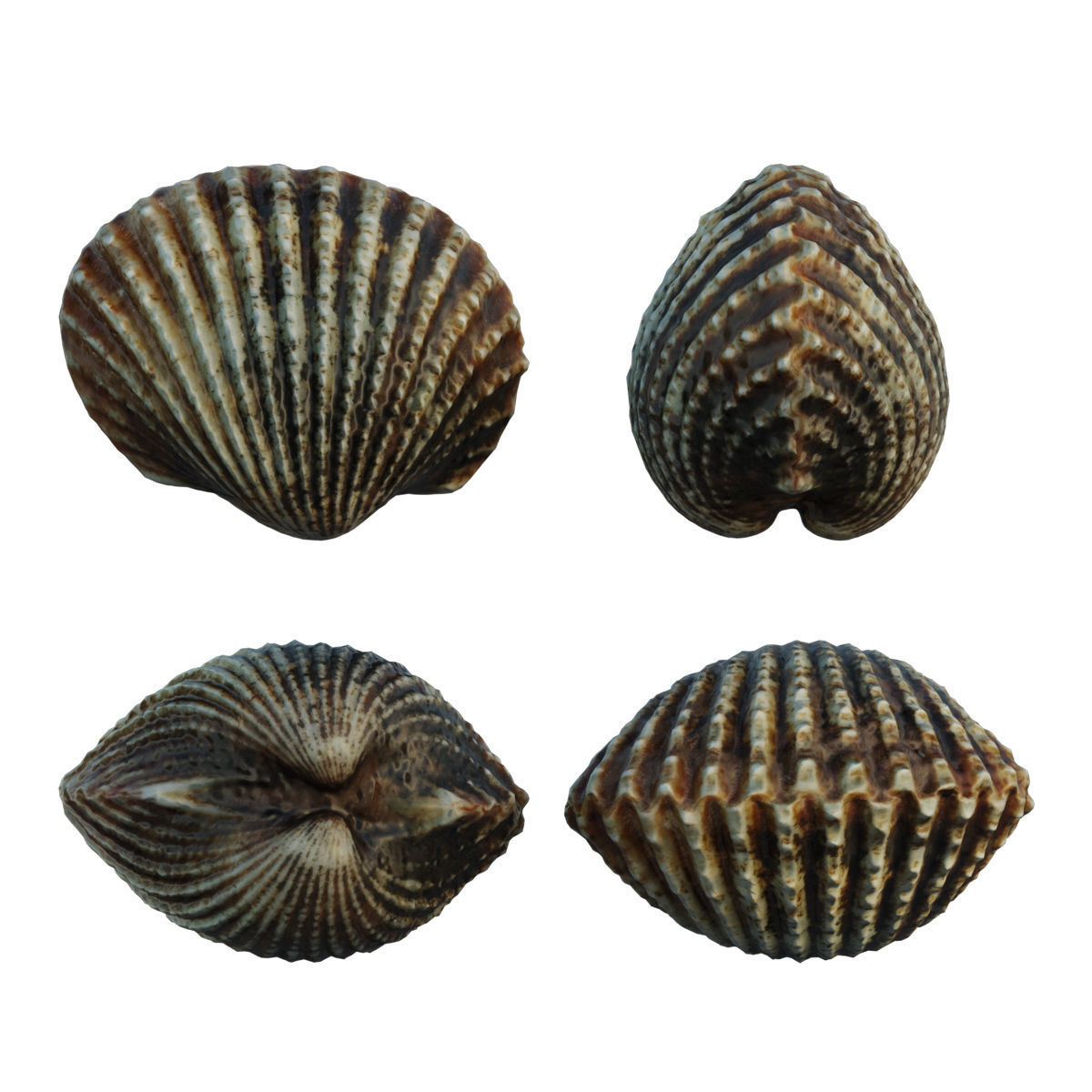 Blood cockle 3D model | CGTrader