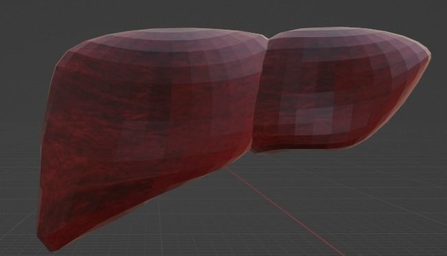 3D model Low Poly Organs VR / AR / low-poly | CGTrader