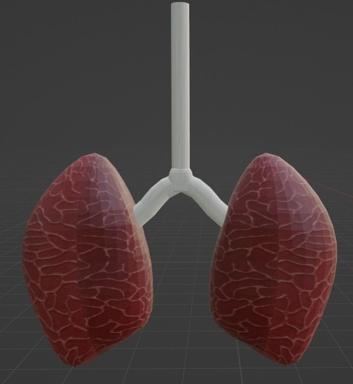 3D model Low Poly Organs VR / AR / low-poly | CGTrader