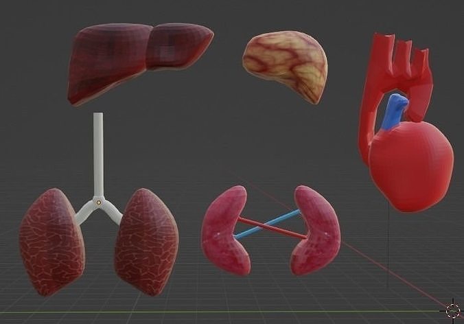 3D model Low Poly Organs VR / AR / low-poly | CGTrader