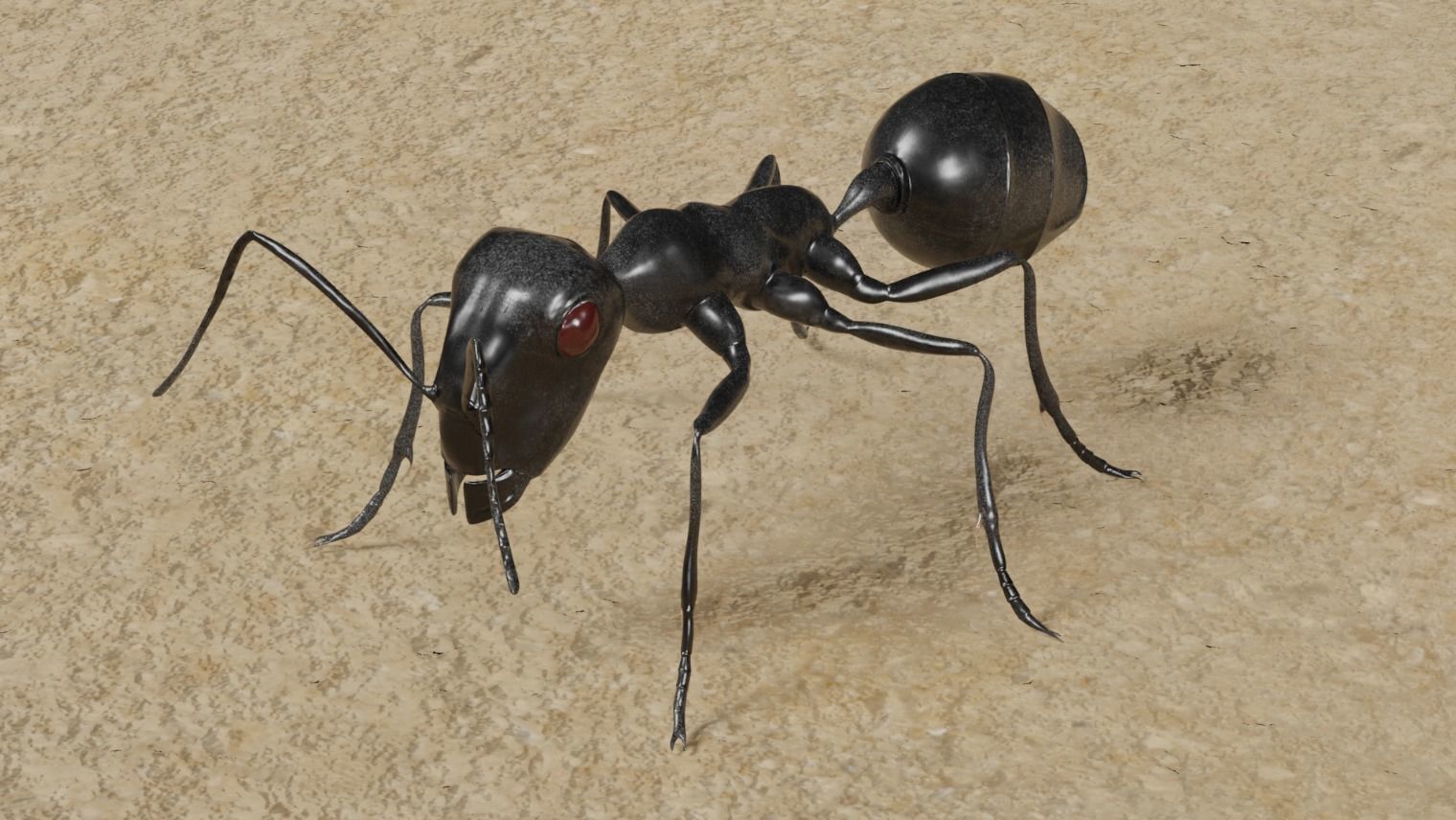 Realistic Black Ant 3D model | CGTrader