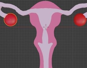 Uterus 3D Models | CGTrader