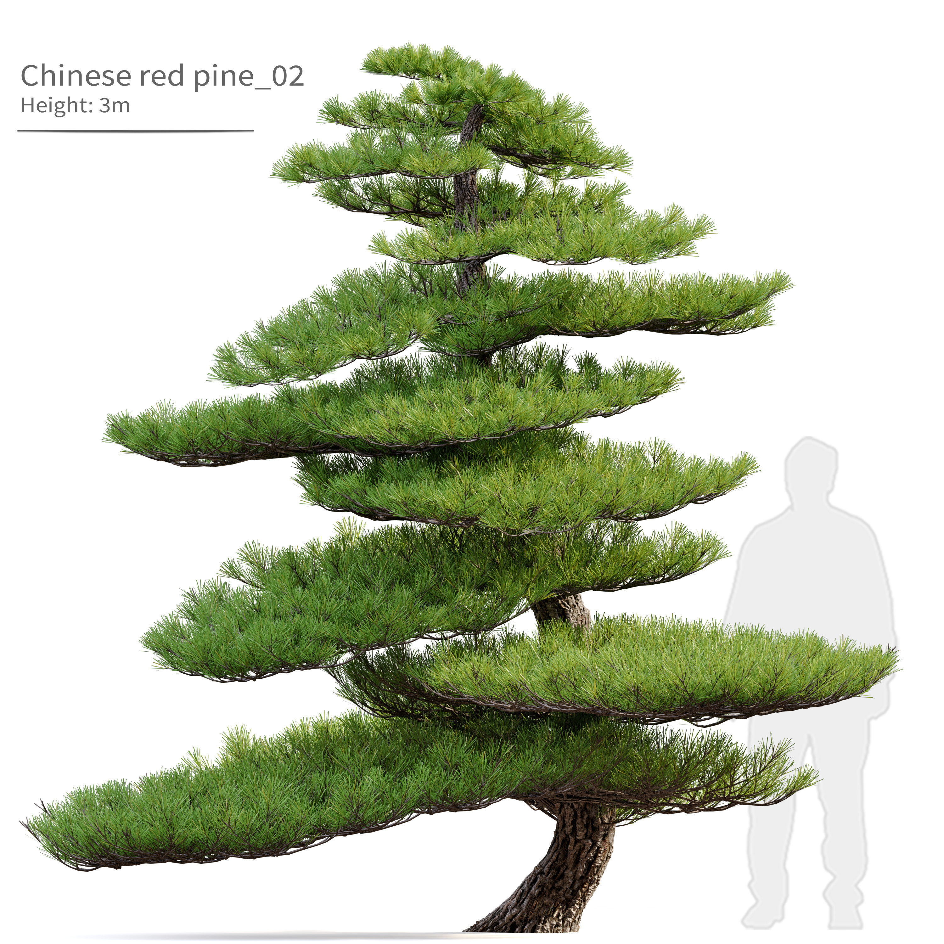 Chinese red pine 02 3D model | CGTrader