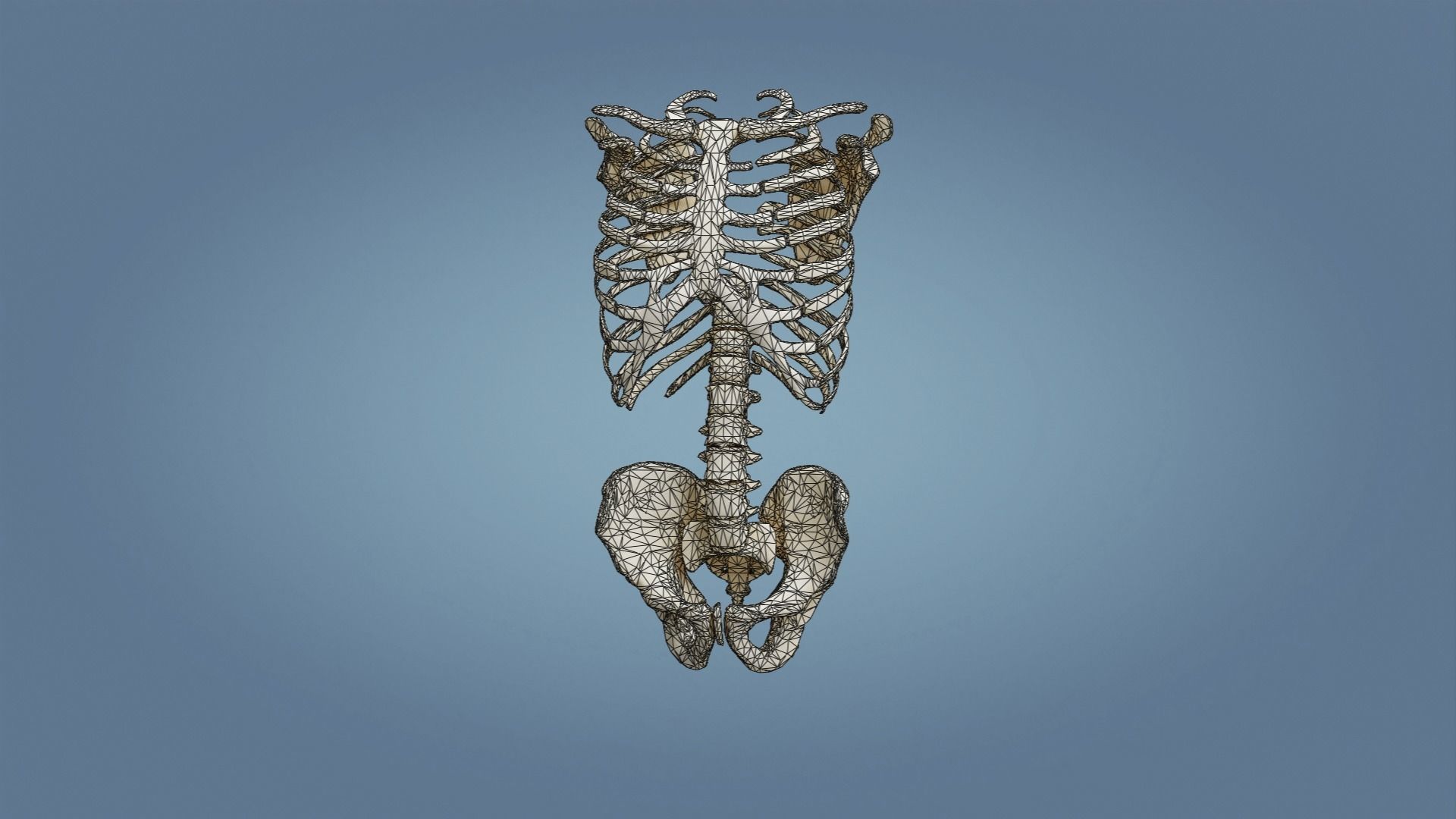 3D model Human Upper Body Muscles VR / AR / low-poly | CGTrader