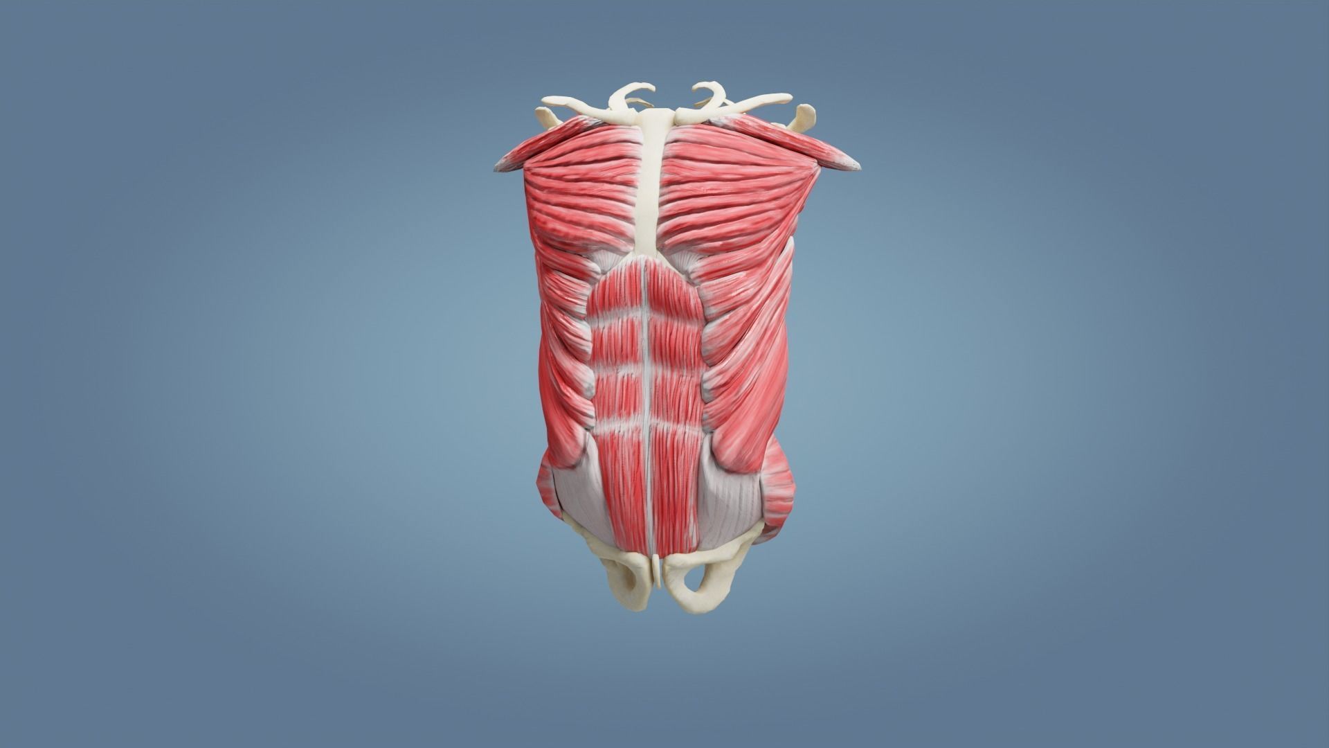 3D model Human Upper Body Muscles VR / AR / low-poly | CGTrader