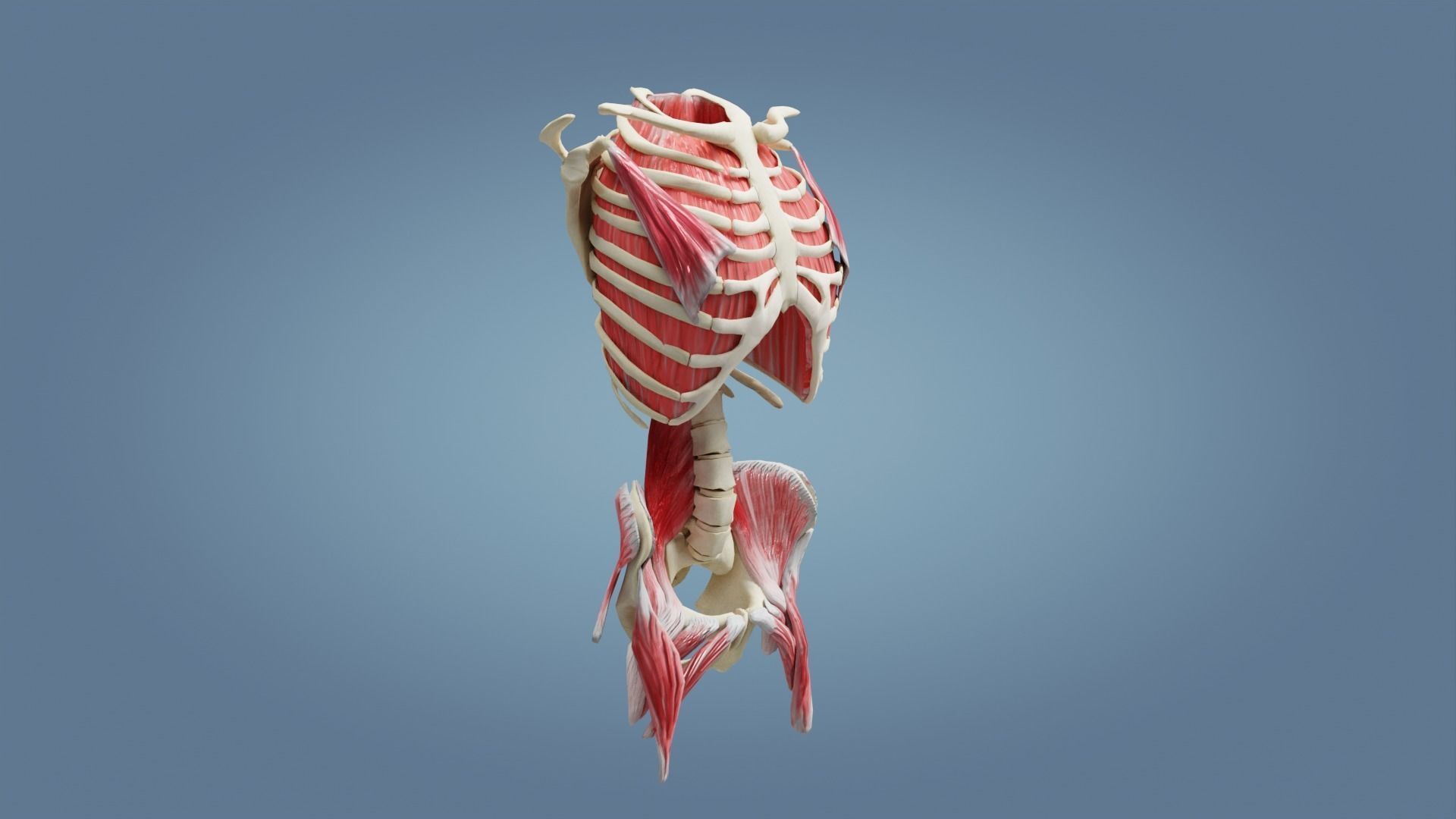 3D model Human Upper Body Muscles VR / AR / low-poly | CGTrader