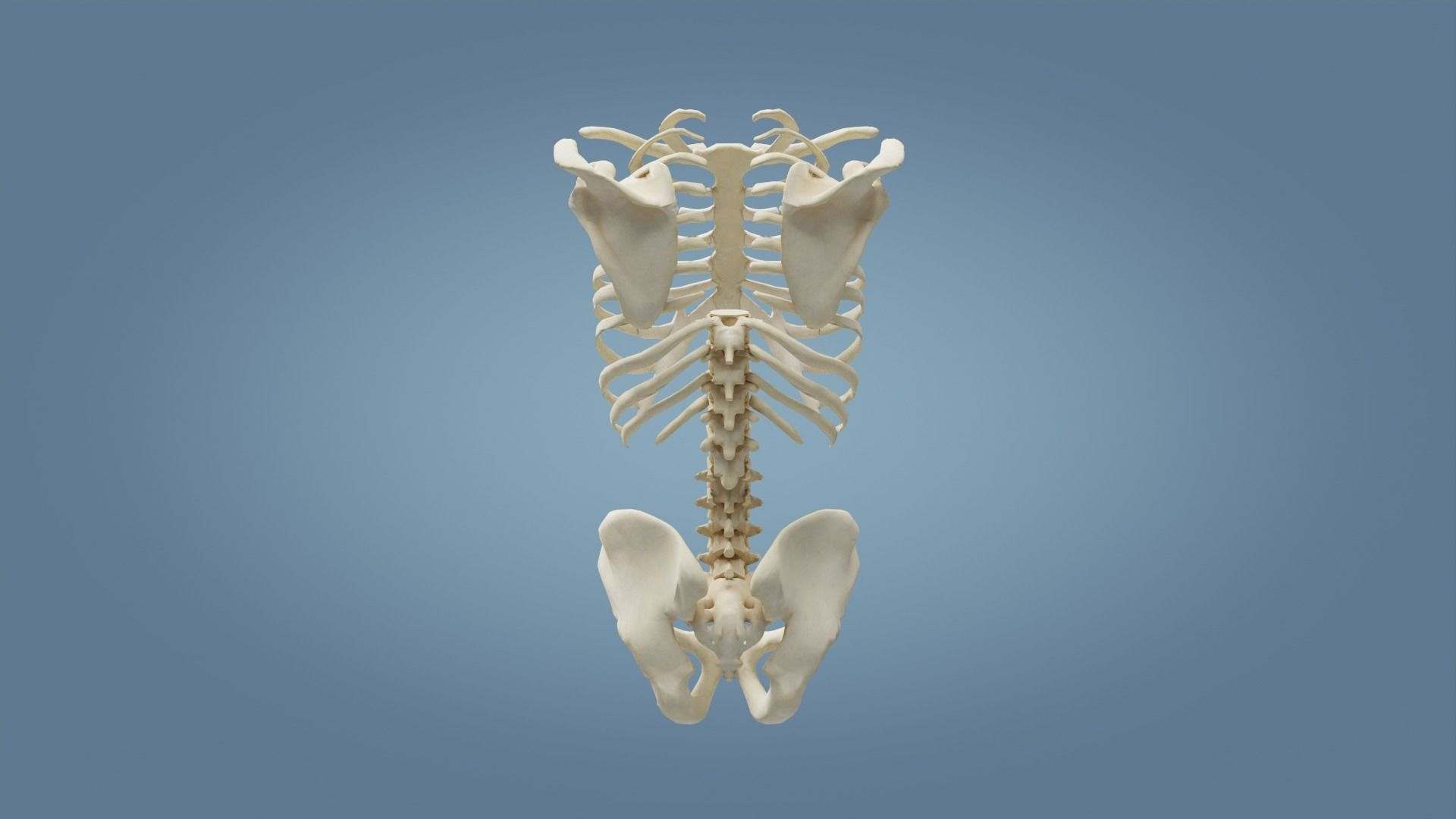 3D model Human Upper Body Muscles VR / AR / low-poly | CGTrader