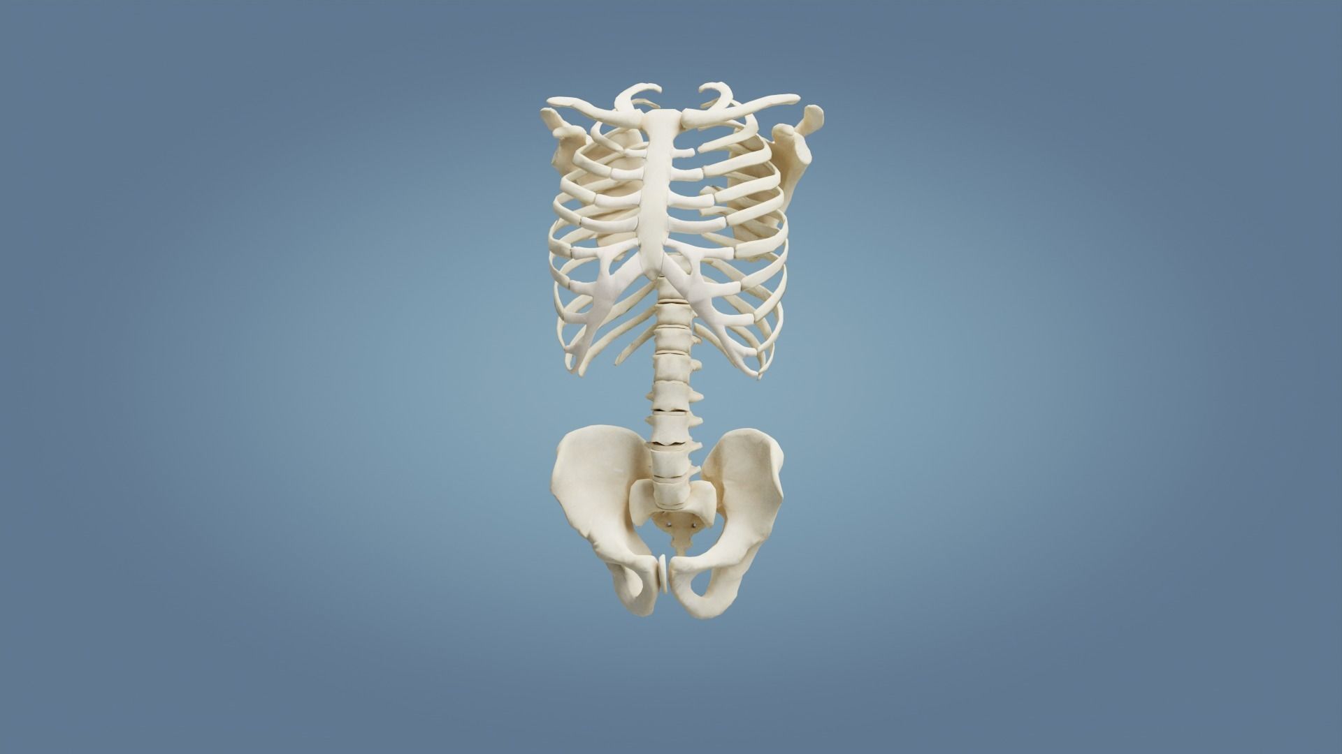 3D model Human Upper Body Muscles VR / AR / low-poly | CGTrader