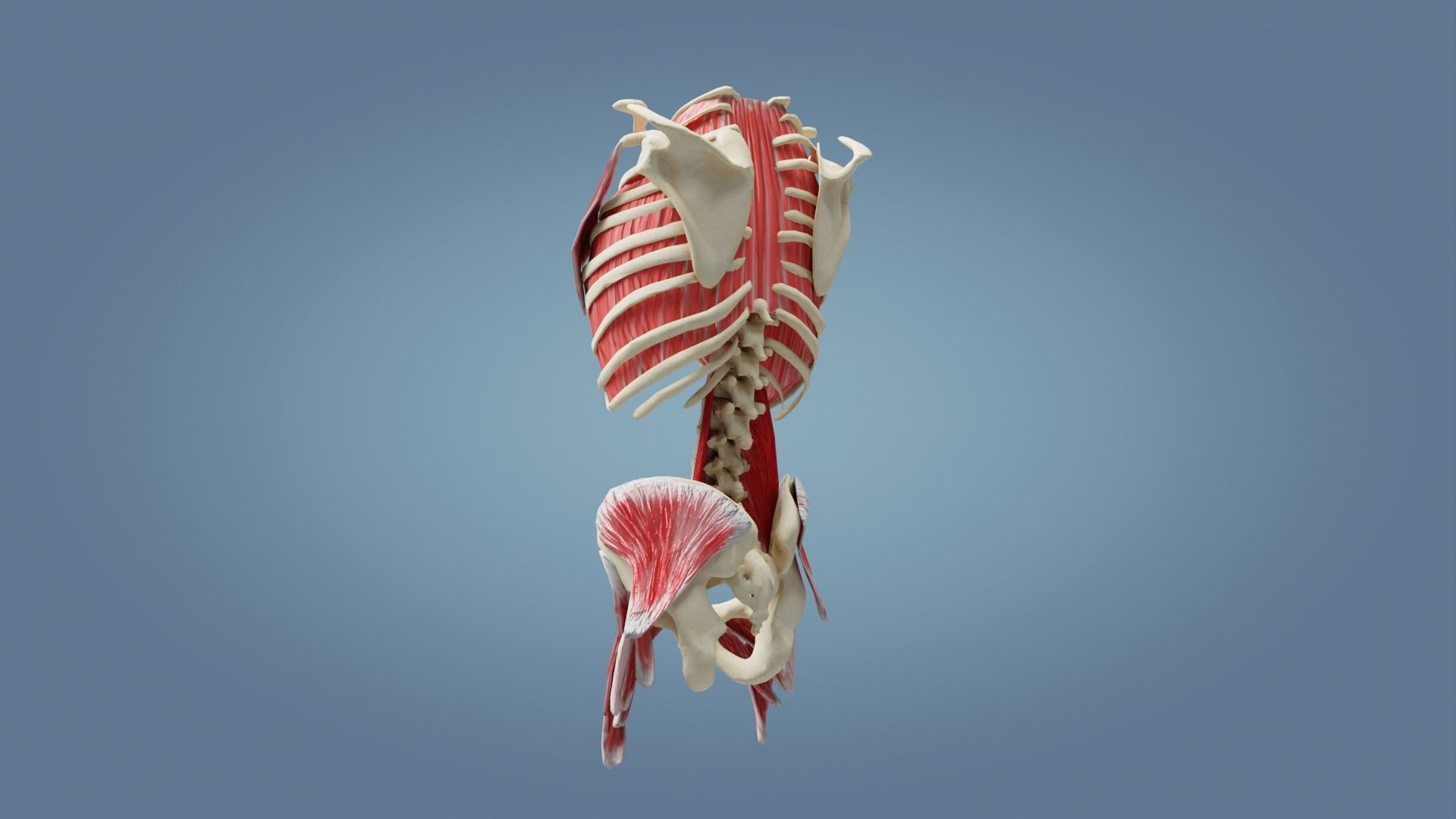 3D model Human Upper Body Muscles VR / AR / low-poly | CGTrader