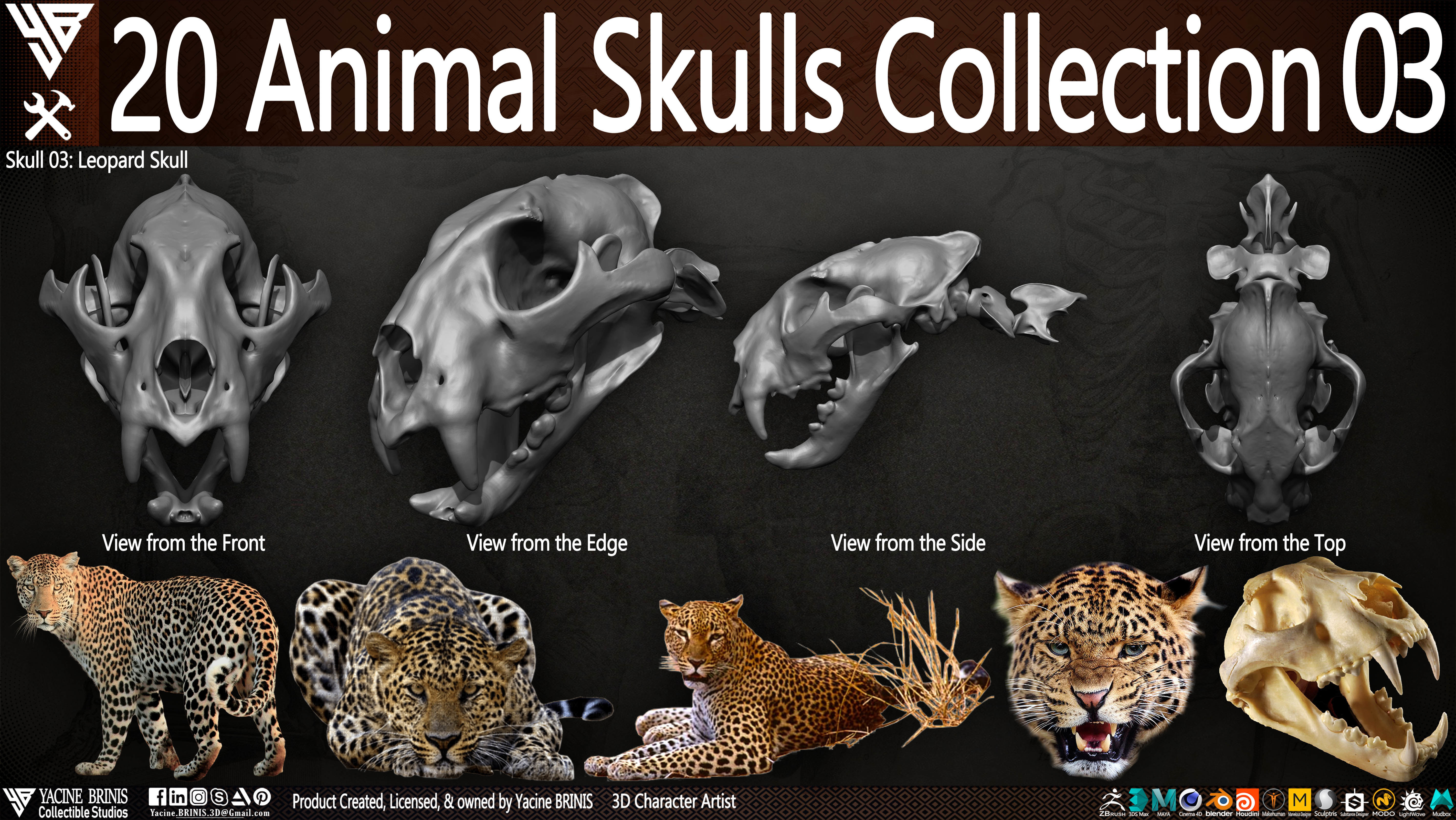 3D model 20 Animal Skulls Collection 03 VR / AR / low-poly | CGTrader