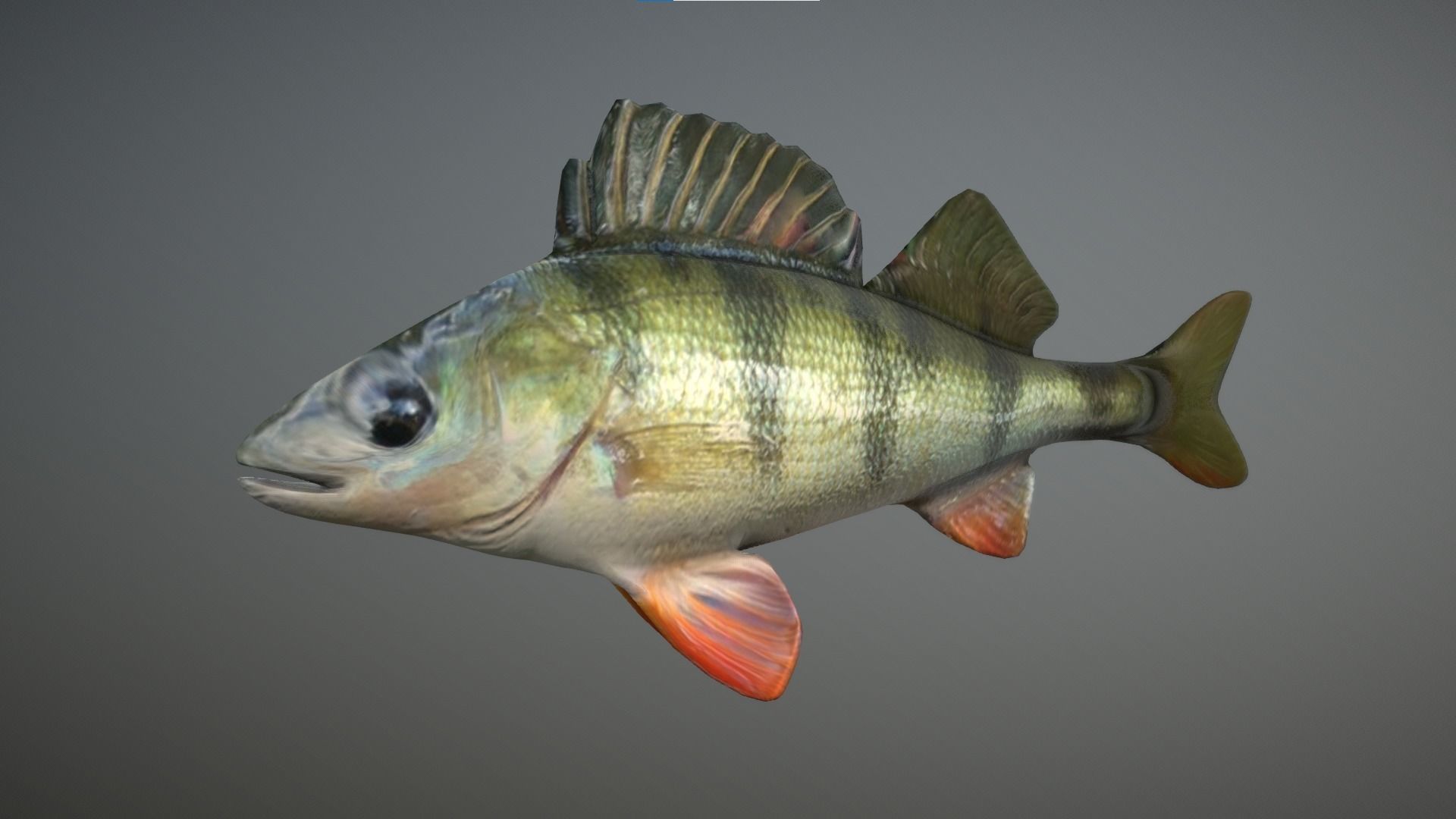 Bass - Fish free VR / AR / low-poly 3D model animated rigged | CGTrader
