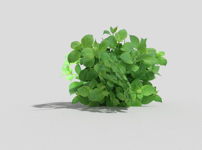 3D model Low poly Plant VR / AR / low-poly | CGTrader