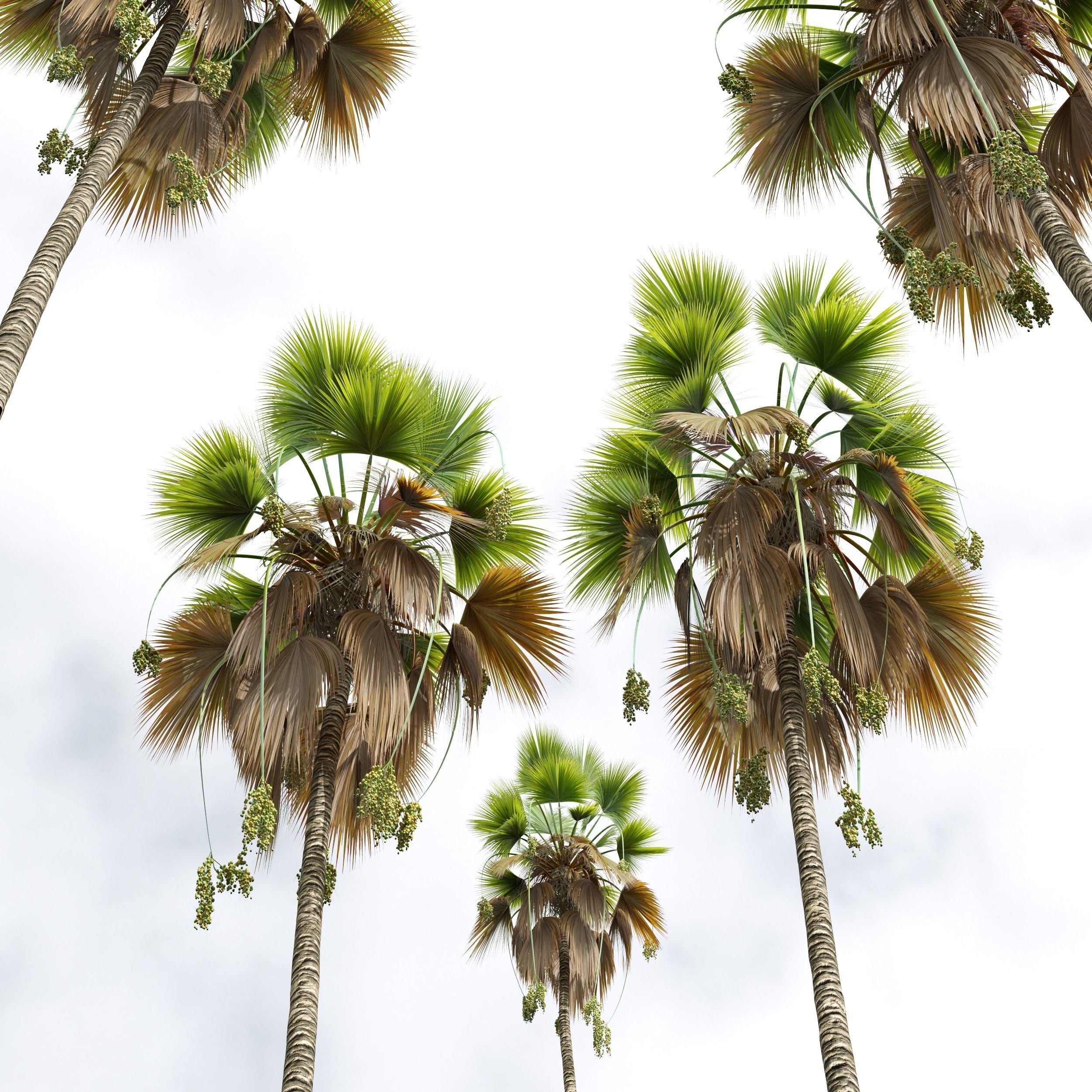 New Plant High detail Pritchardia Pacifica Medium Fruit 3D model | CGTrader