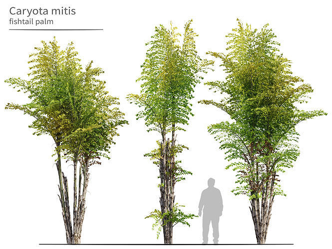 Fishtail palm 3D model | CGTrader