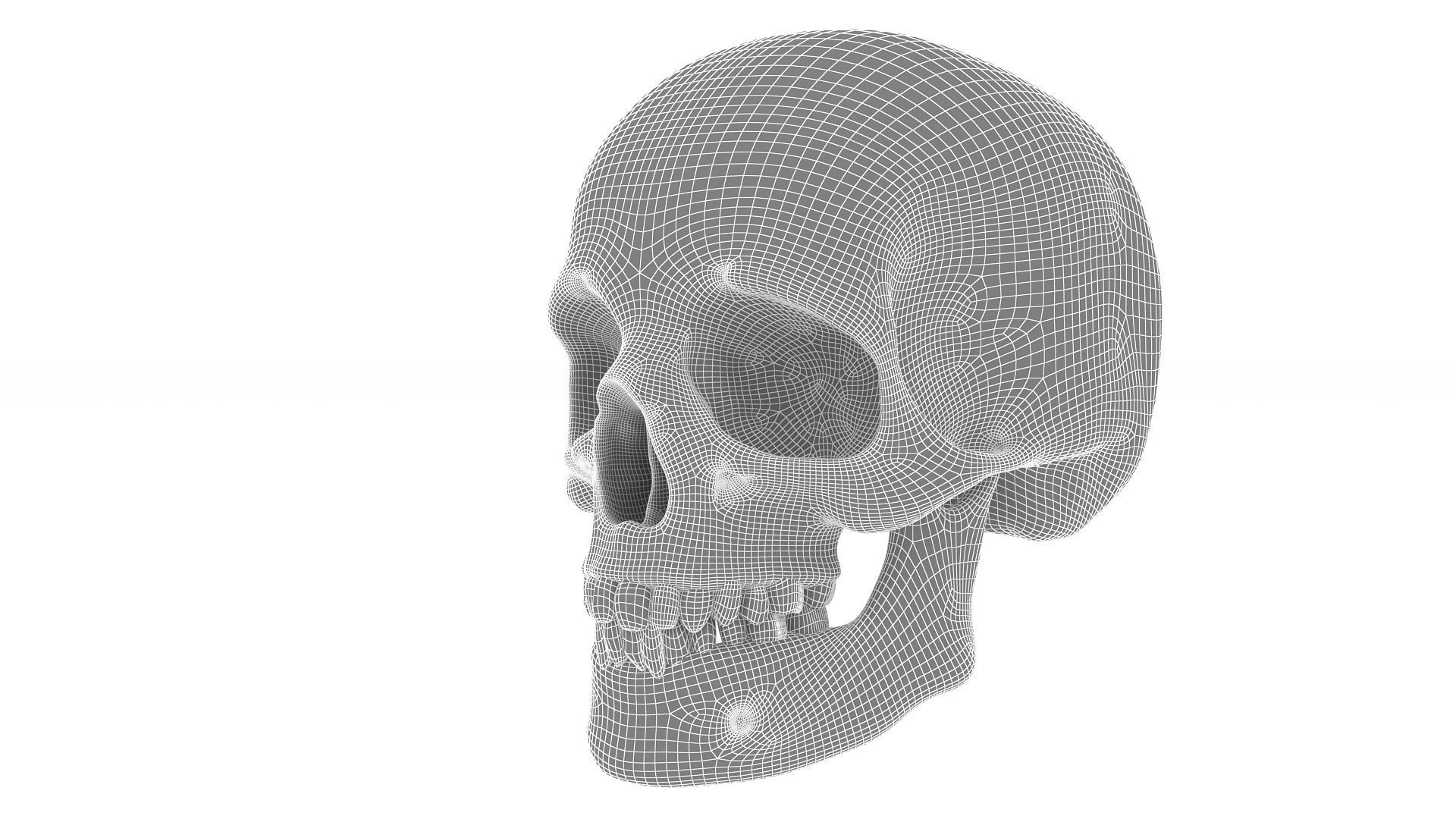 Realistic human skull 3D model | CGTrader