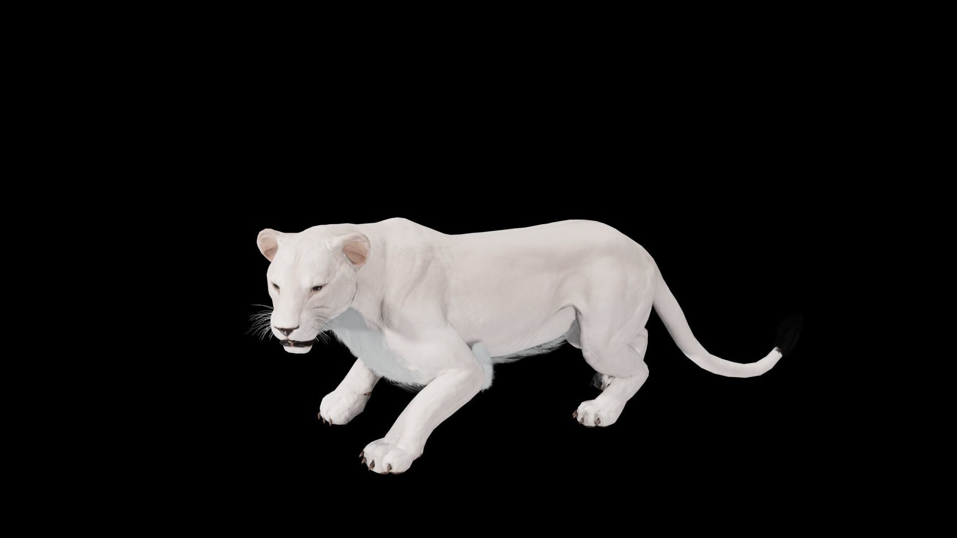 Lion Pack 3D Model Collection | CGTrader
