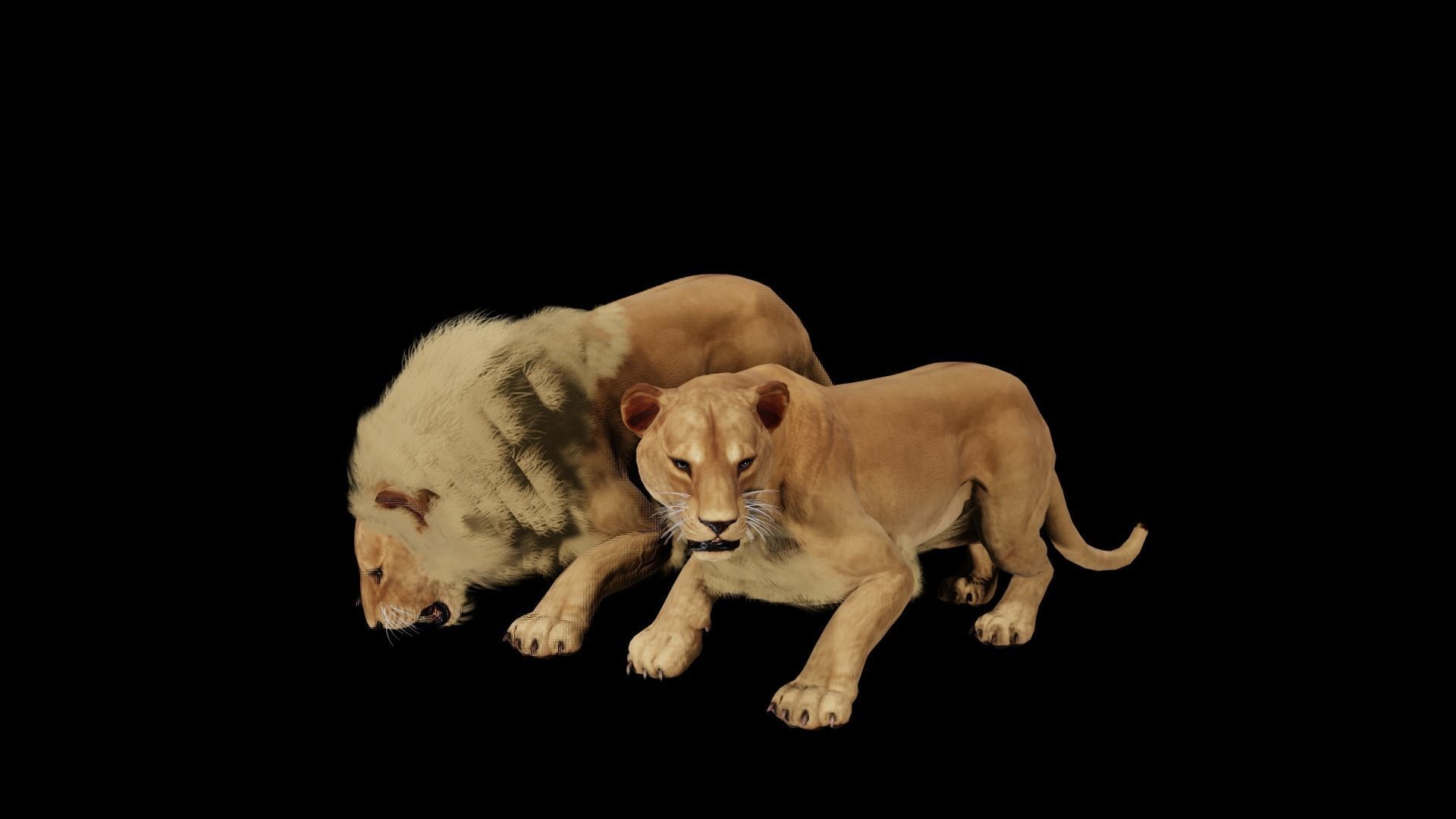 Lion Pack 3D Model Collection | CGTrader