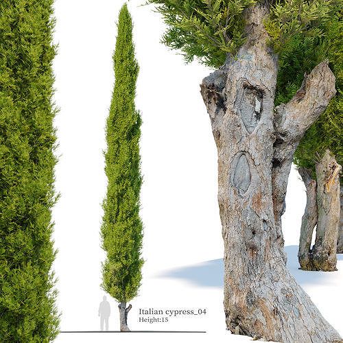Italian cypress 04 3D model | CGTrader