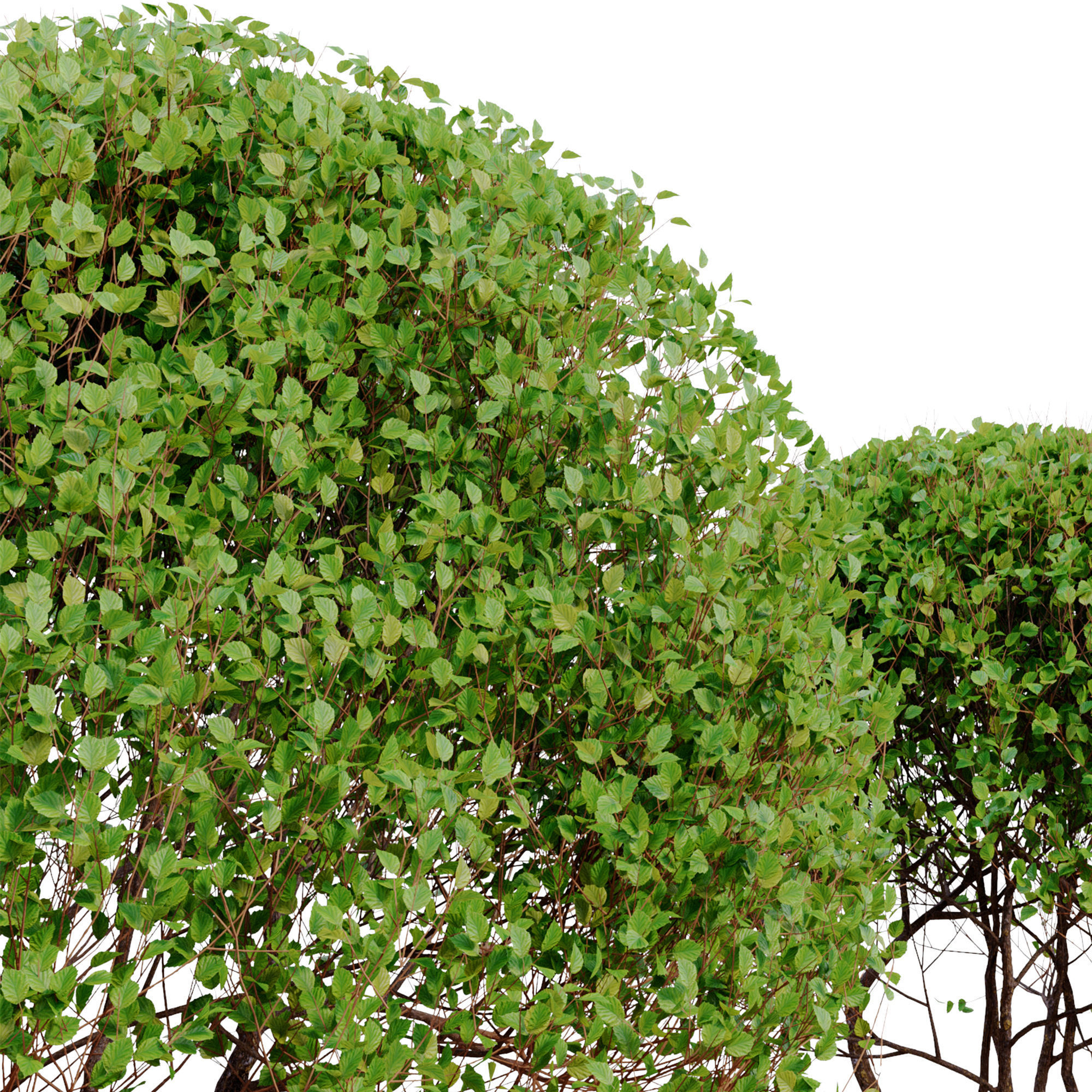 Sphere shaped trees 3D model | CGTrader