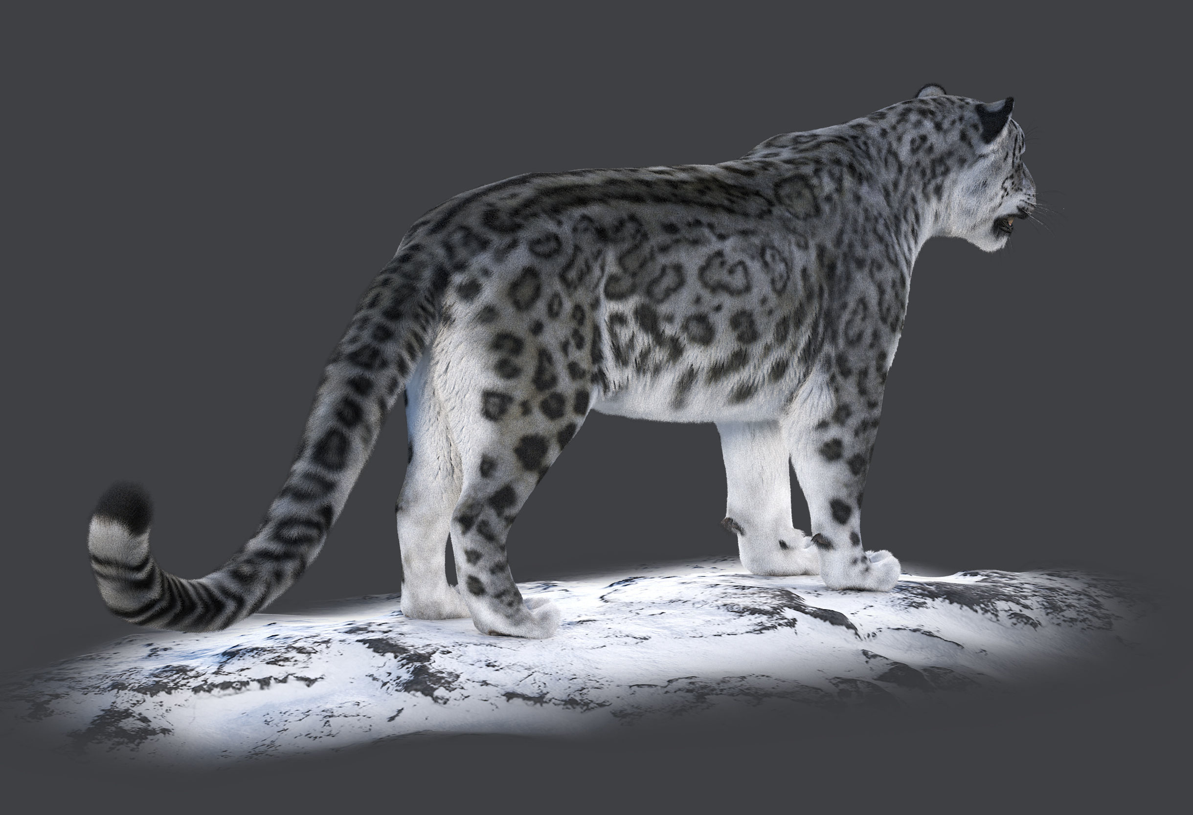 3D model Snow leopard v-ray ornatrix VR / AR / low-poly | CGTrader