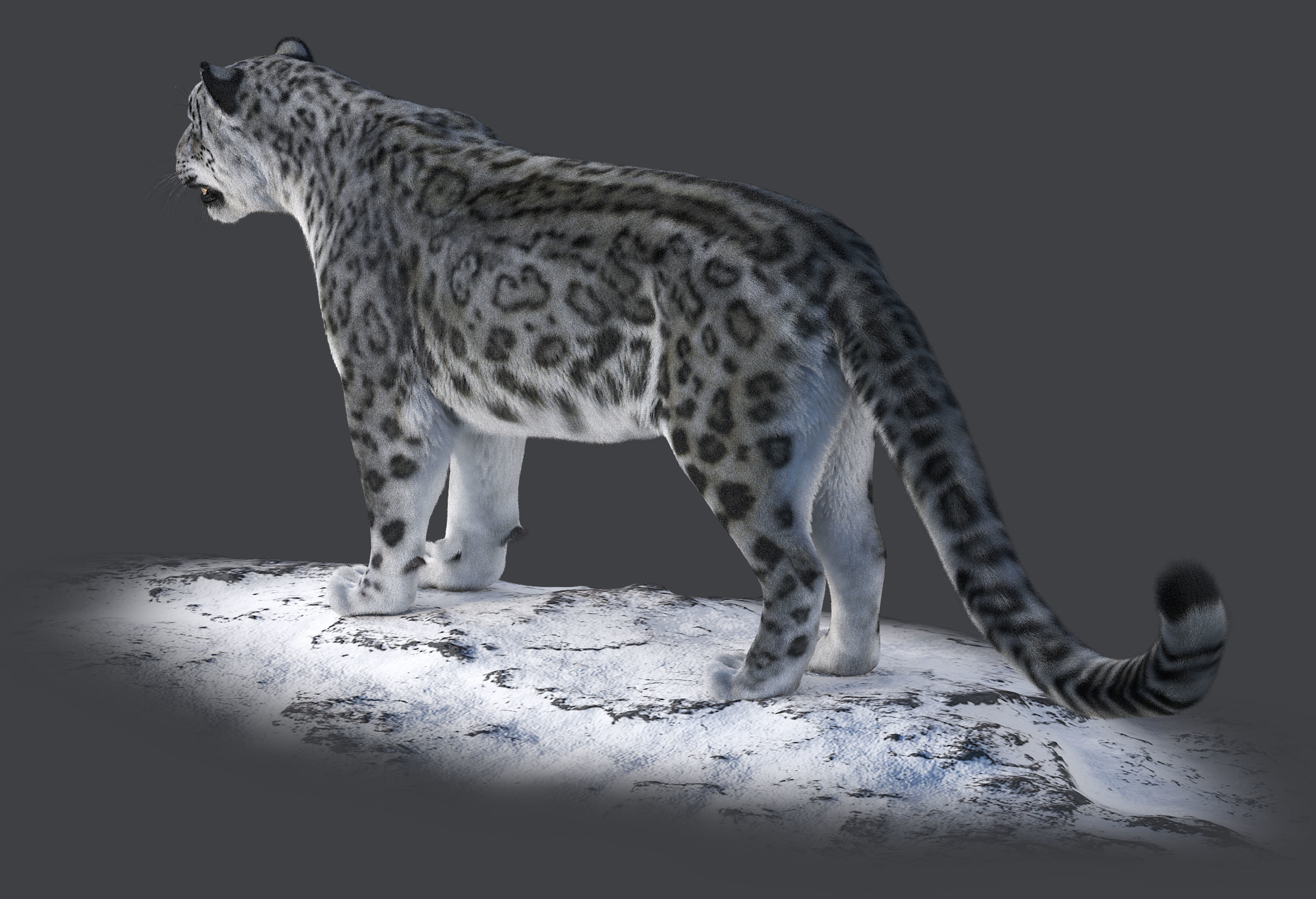 3D model Snow leopard v-ray ornatrix VR / AR / low-poly | CGTrader
