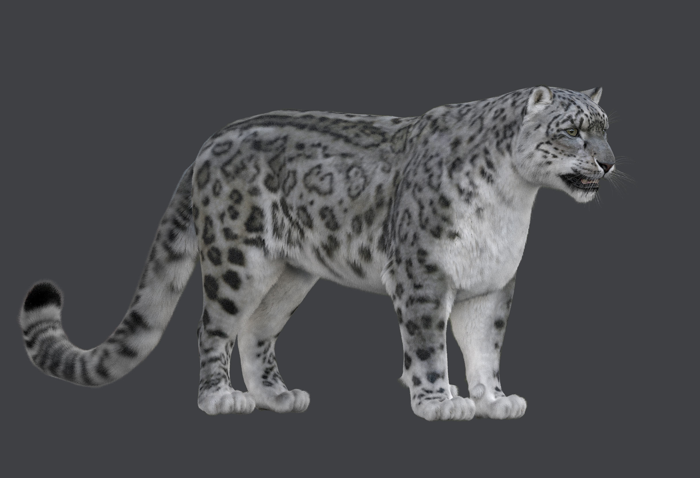 3D model Snow leopard v-ray ornatrix VR / AR / low-poly | CGTrader