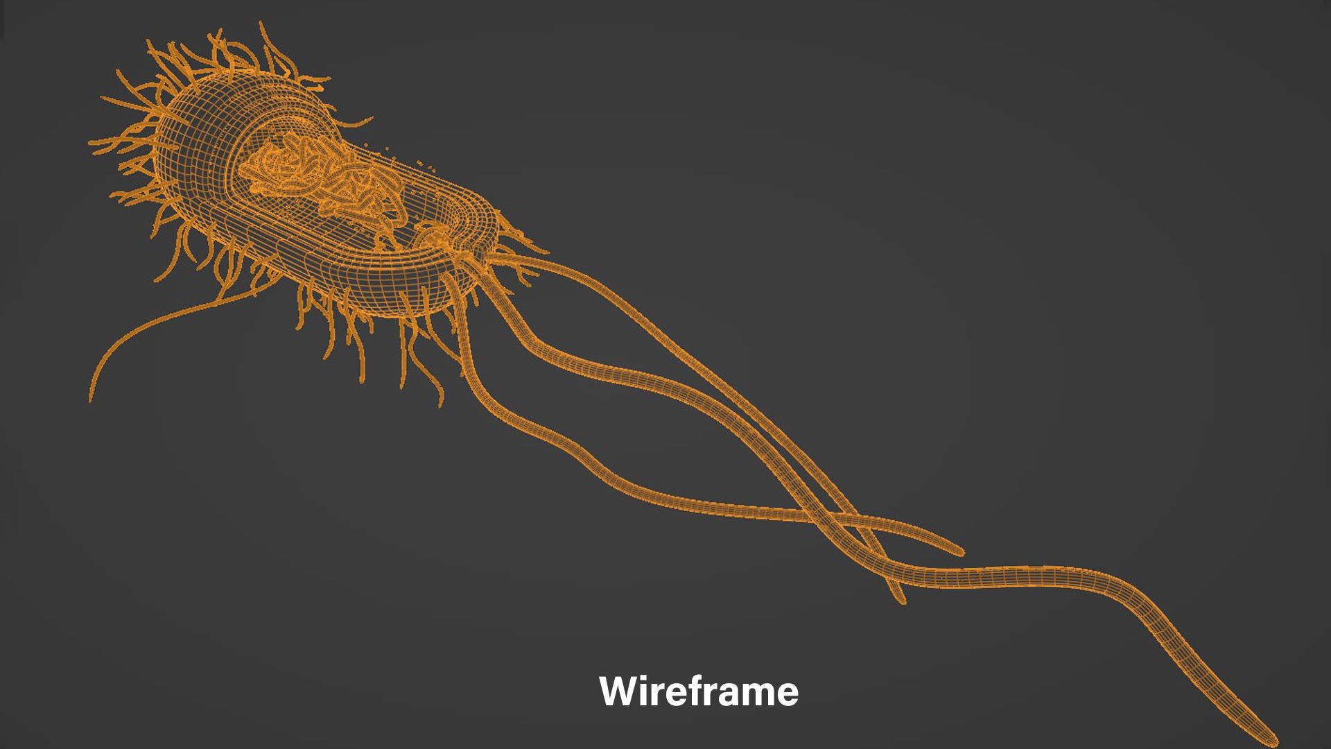 Prokaryotic Bacterial Cell Anatomy 3D model | CGTrader