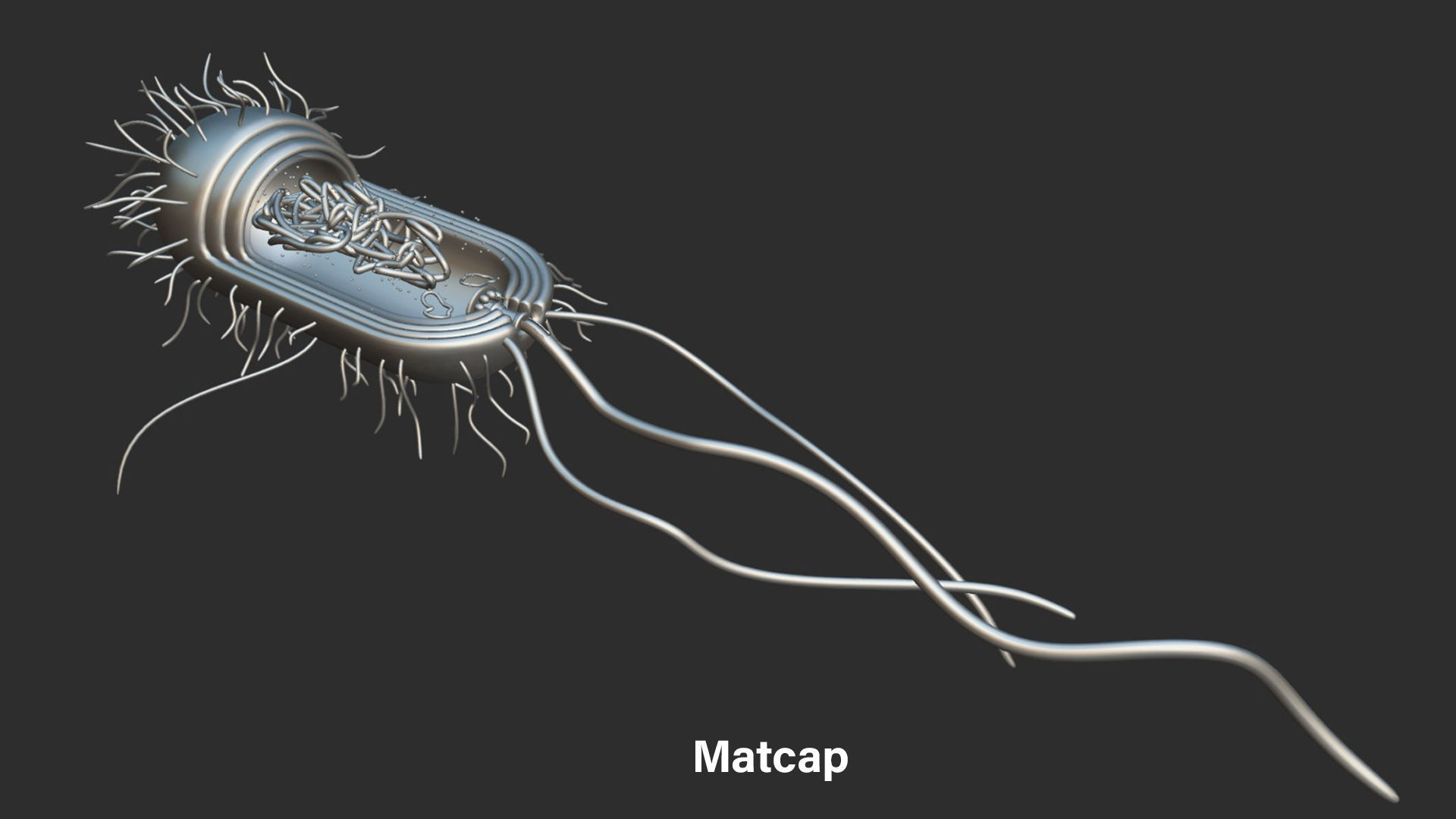 Prokaryotic Bacterial Cell Anatomy 3D model | CGTrader