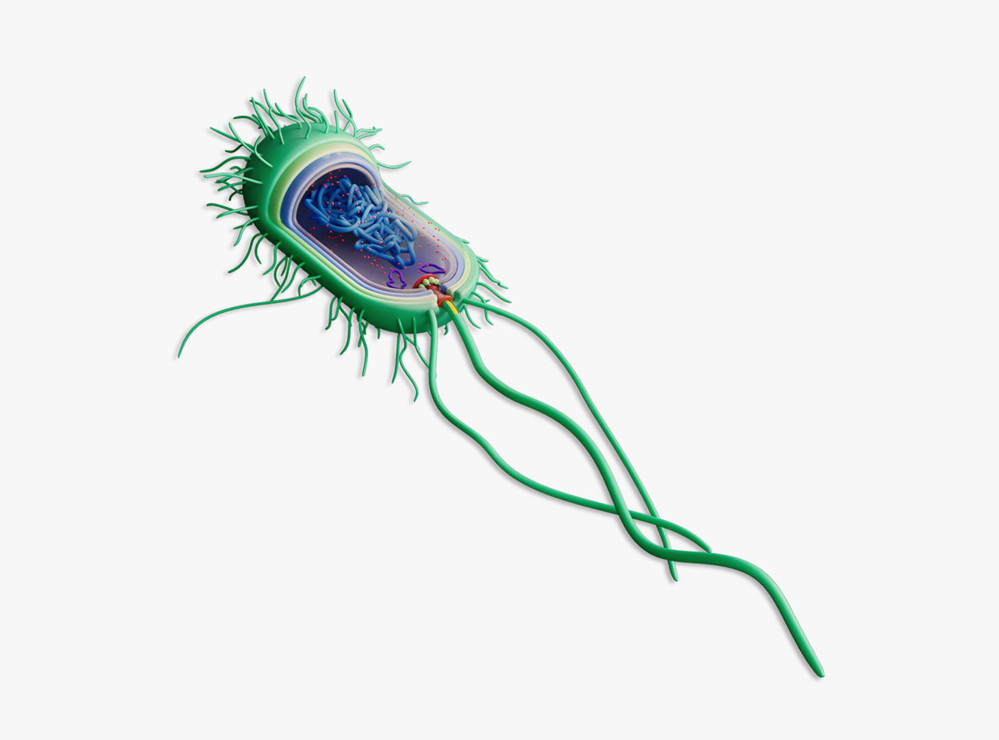 Prokaryotic Bacterial Cell Anatomy 3D model | CGTrader