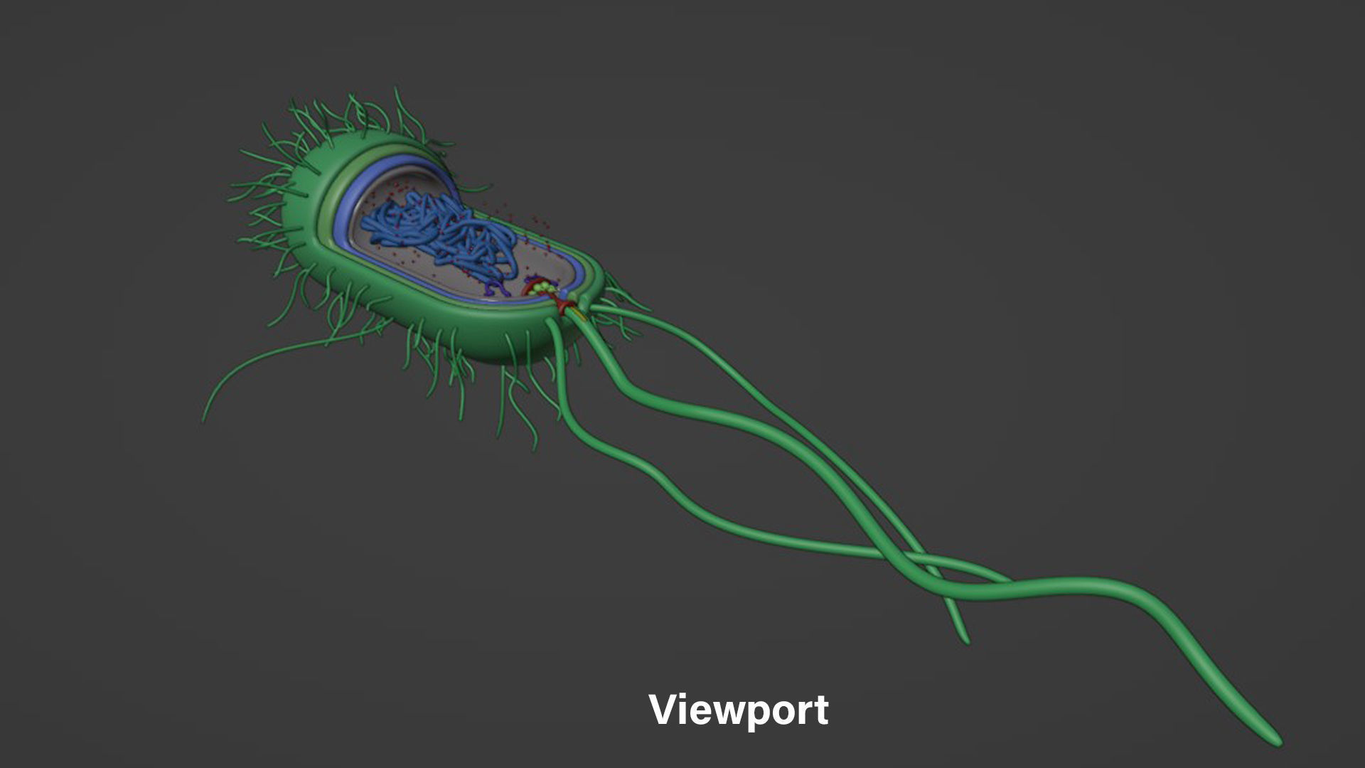 Prokaryotic Bacterial Cell Anatomy 3D model | CGTrader