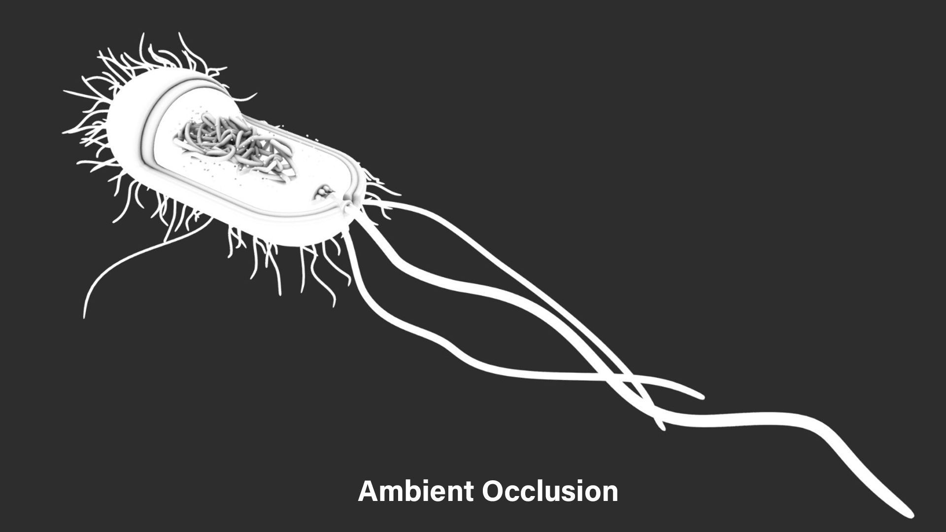 Prokaryotic Bacterial Cell Anatomy 3D model | CGTrader
