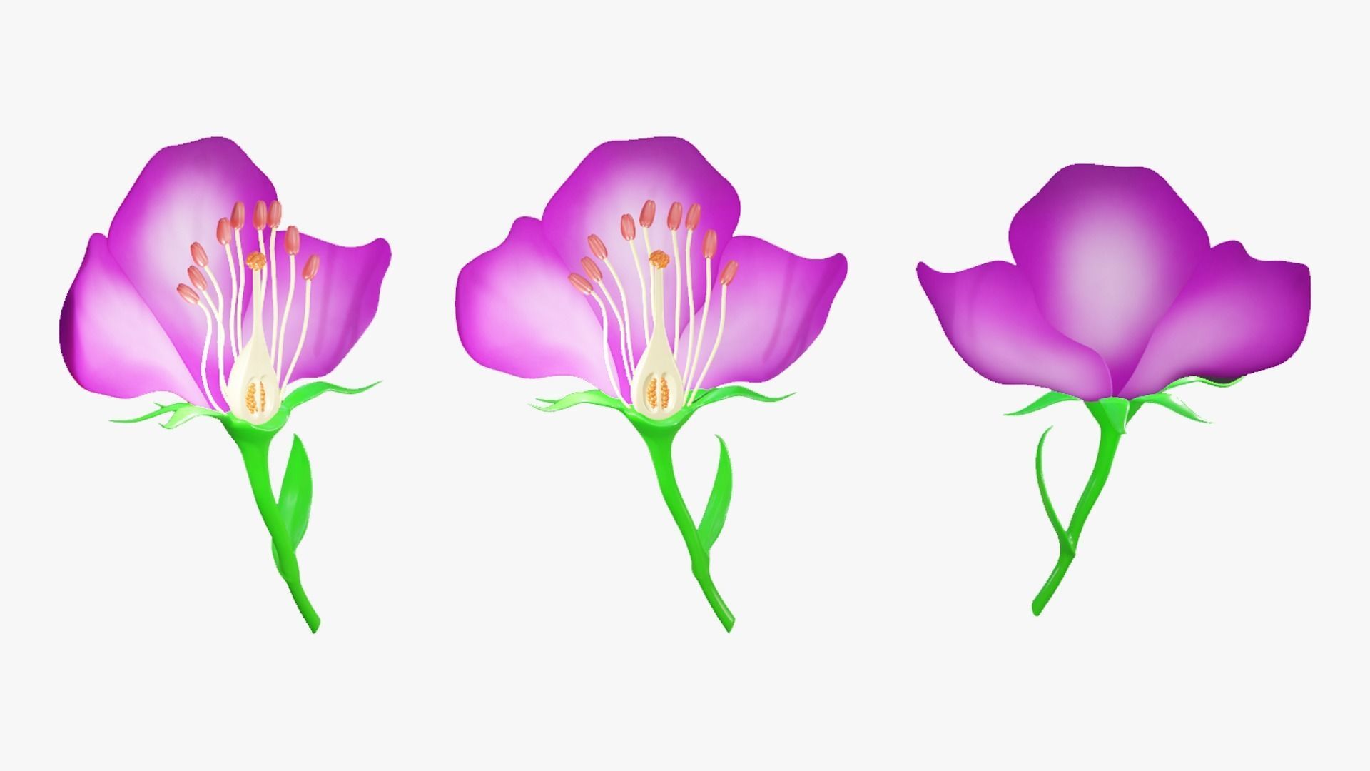 Parts Of A Flower Cross Section 3D model | CGTrader