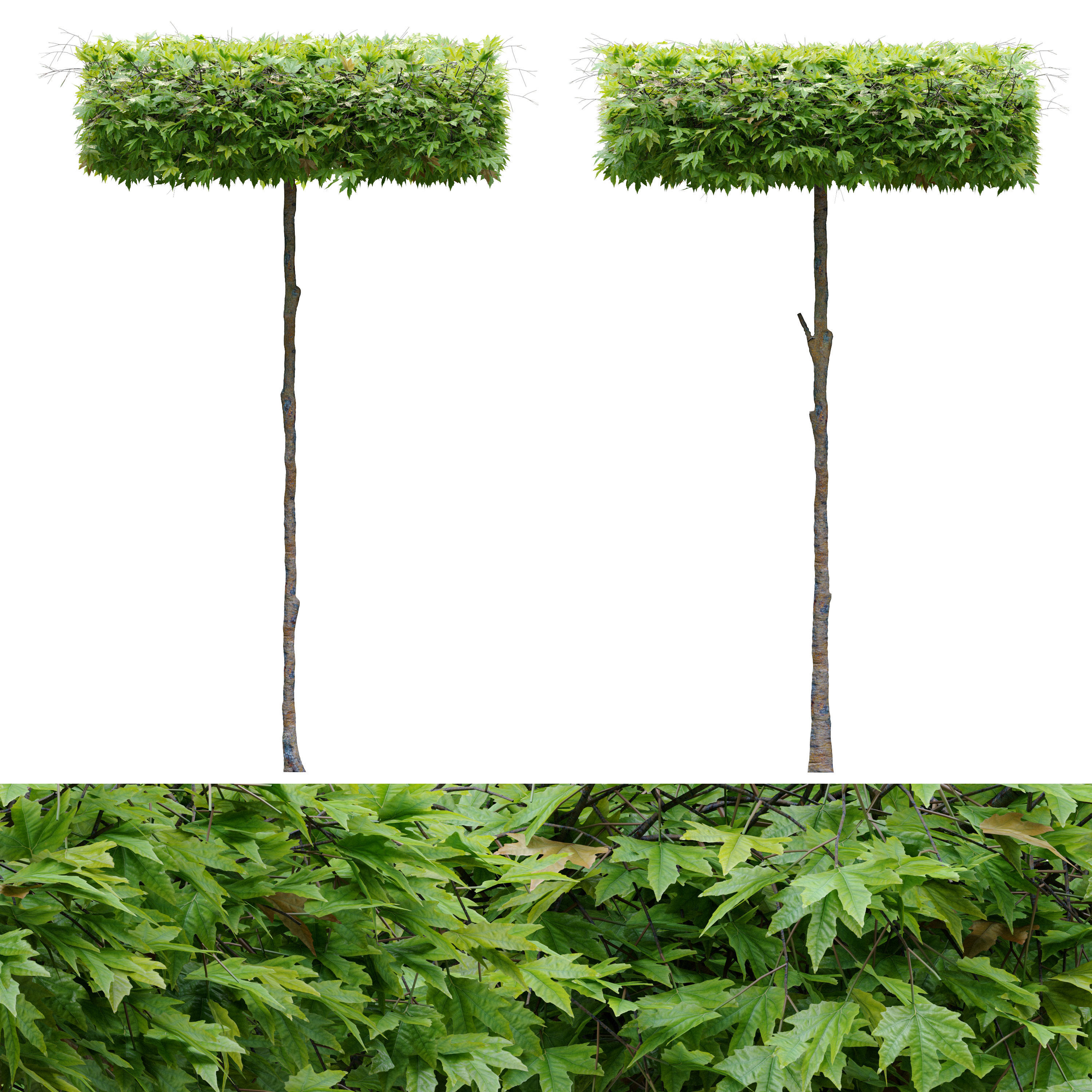 Boxhead trees set 3D model | CGTrader