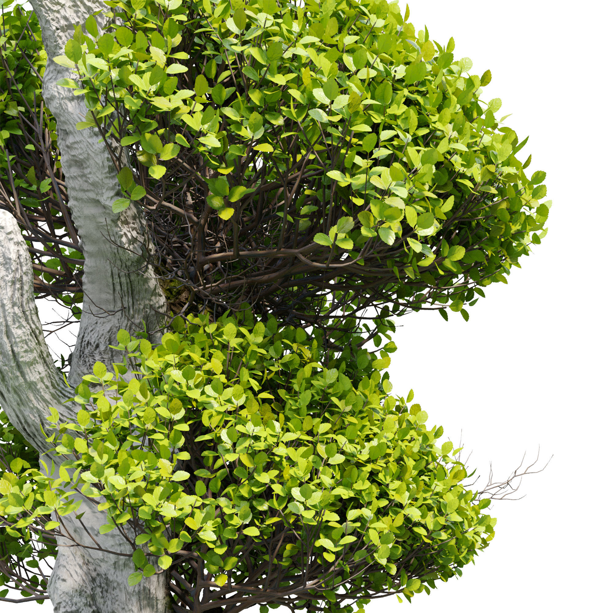 Bonsai plant 05 3D model | CGTrader