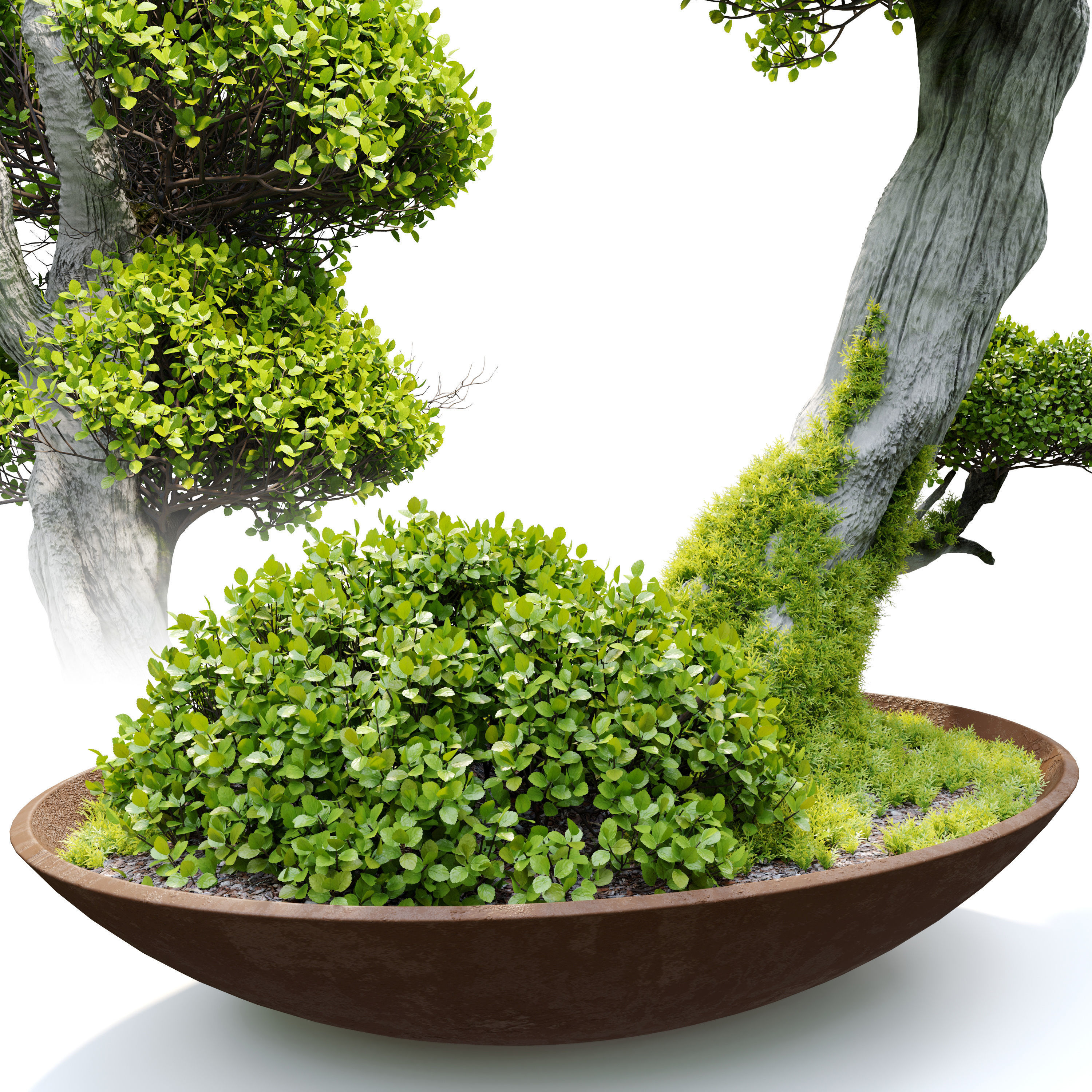 Bonsai plant 05 3D model | CGTrader