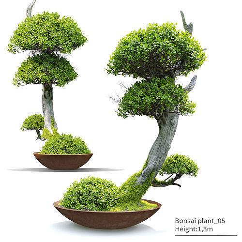 Bonsai plant 05 3D model | CGTrader