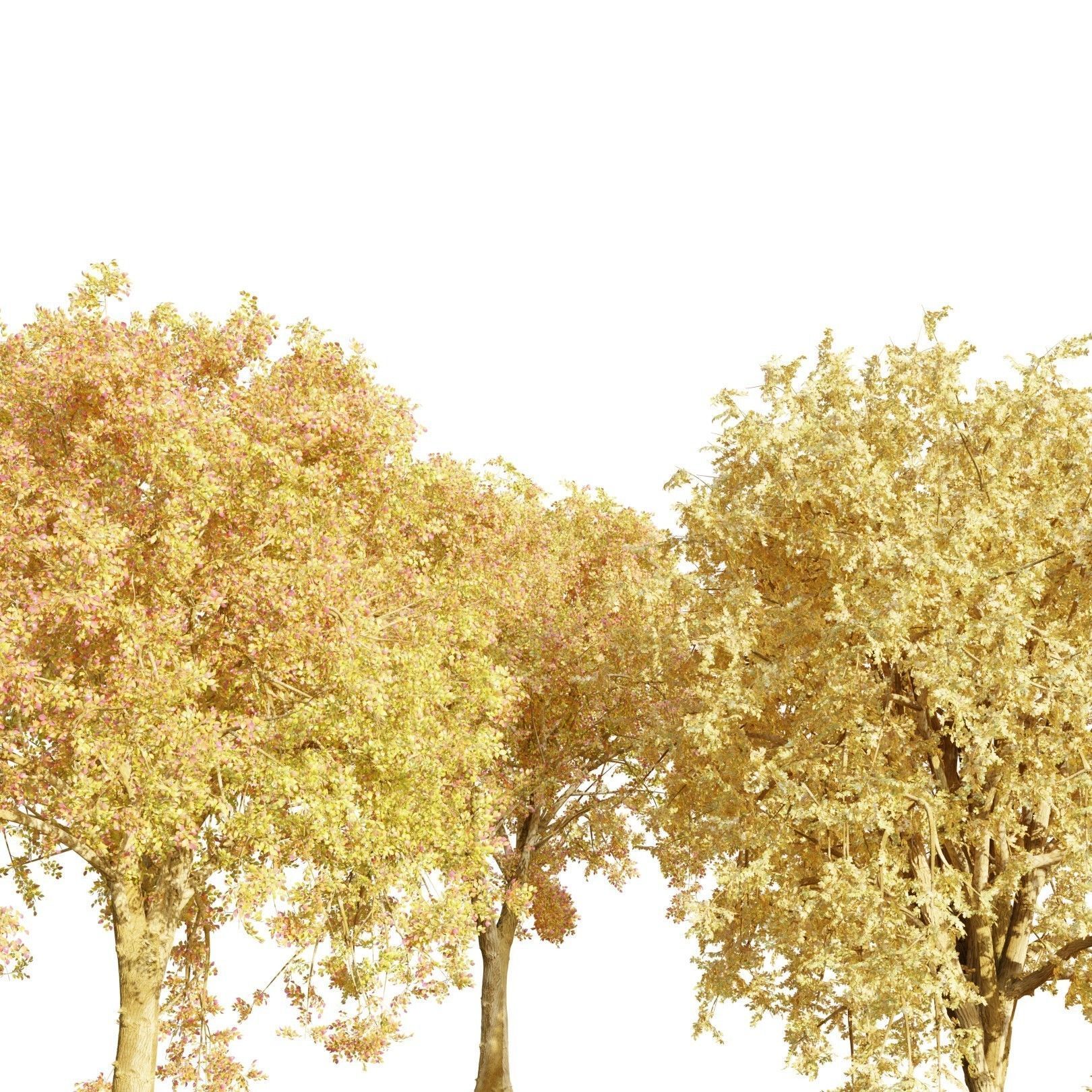 Trees blender model -PACK A- 3D model | CGTrader