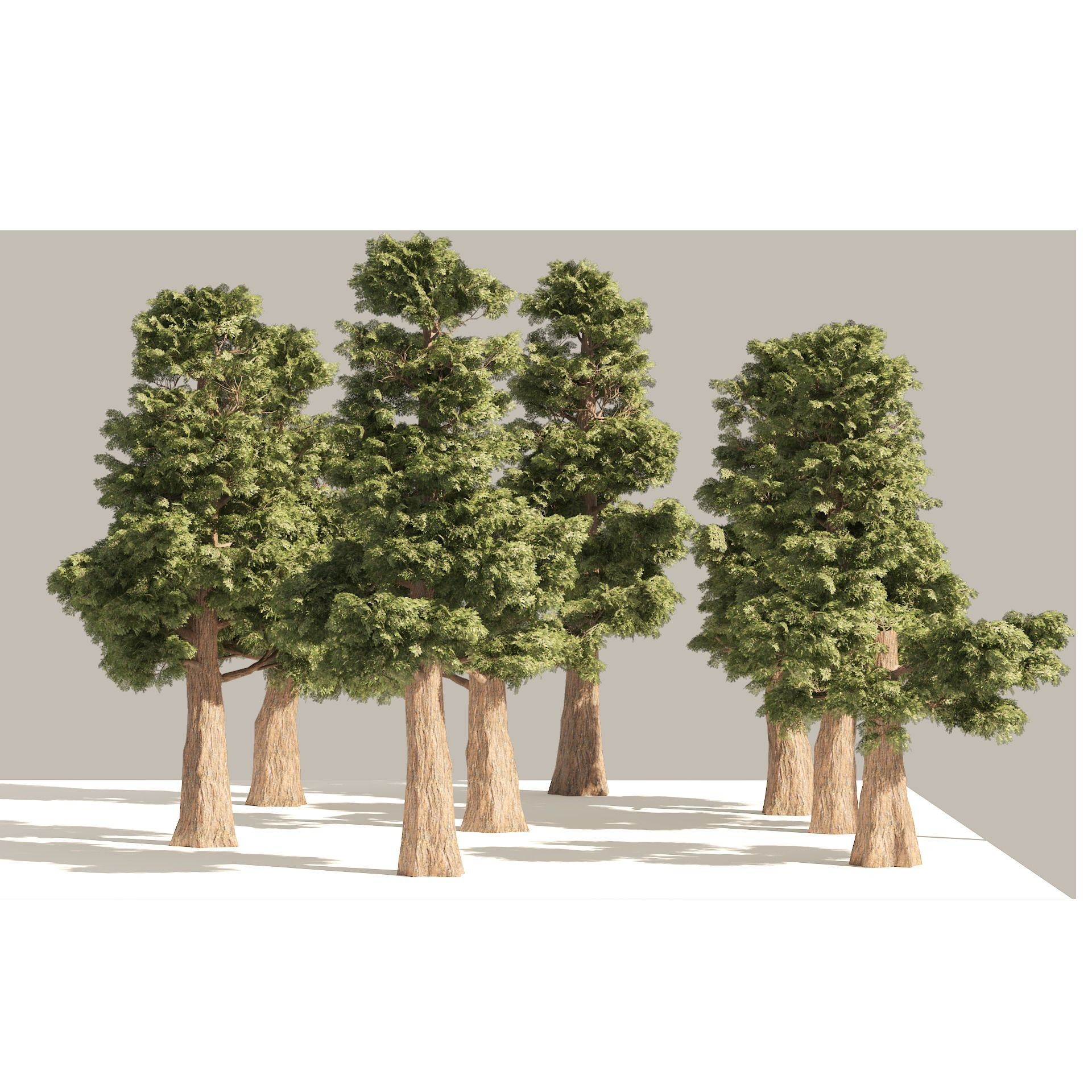 Small Redwoods trees 3D model | CGTrader