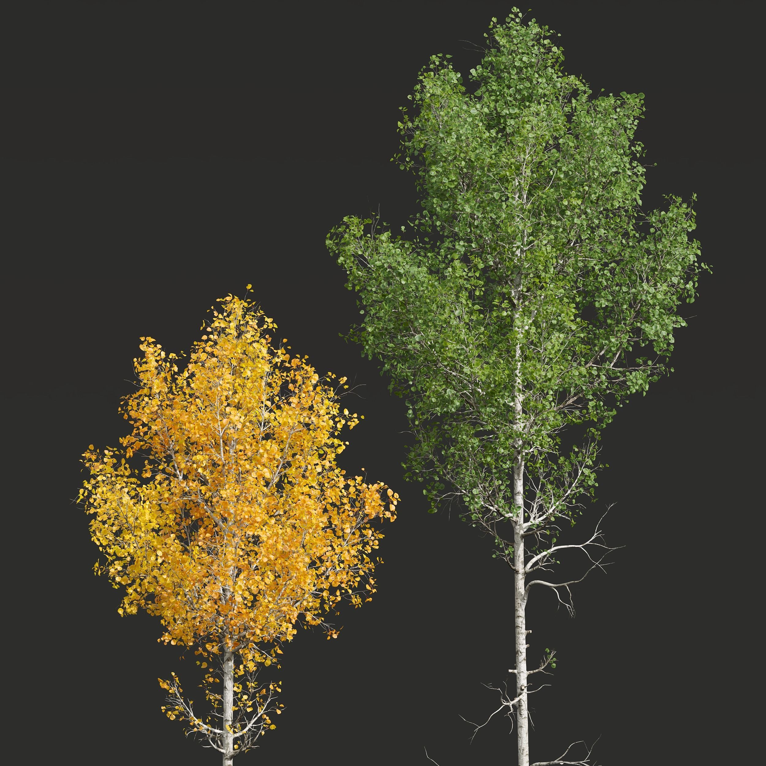 New Plant High detail Populus Tremuloides03 3D model | CGTrader