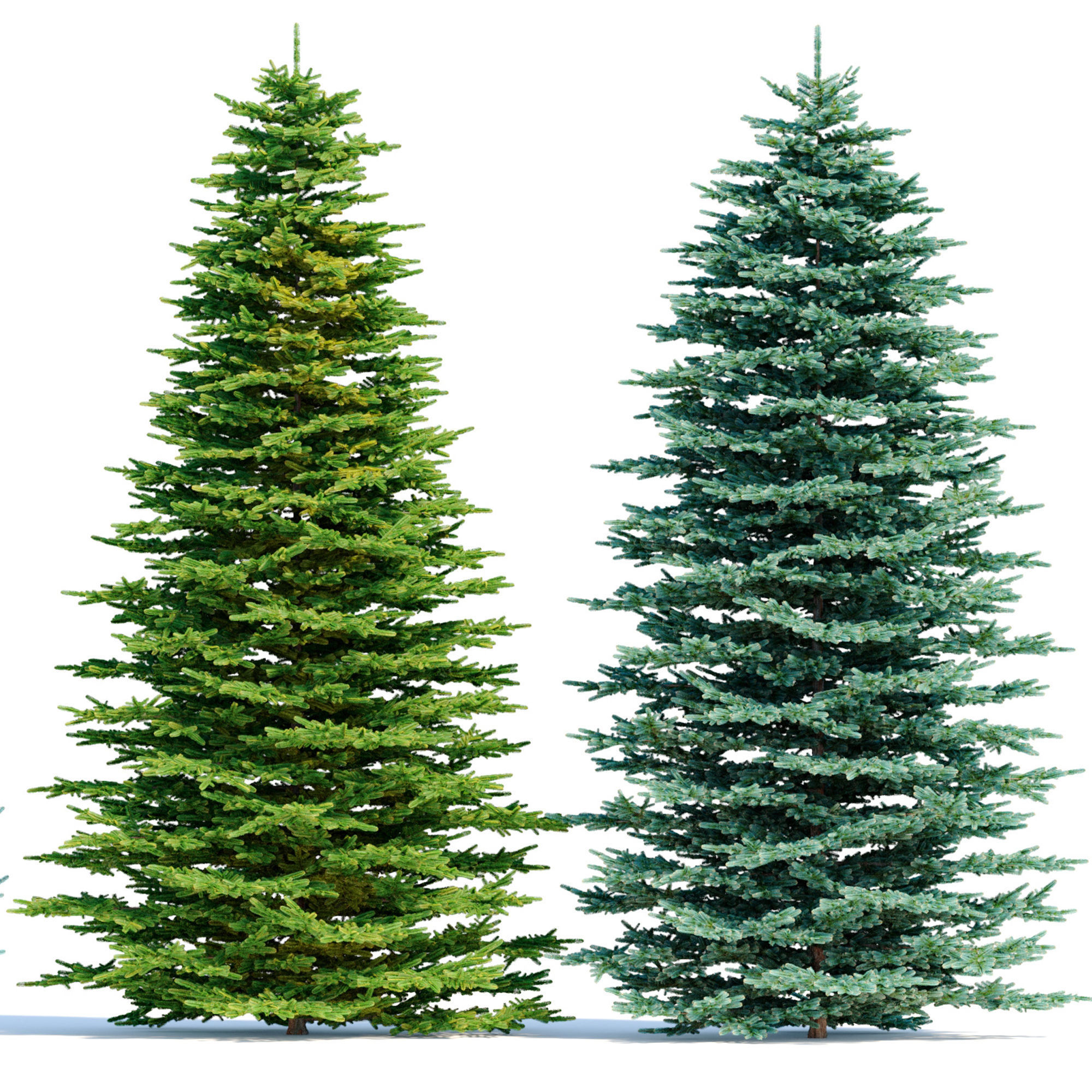 Spruce trees set 3D model | CGTrader